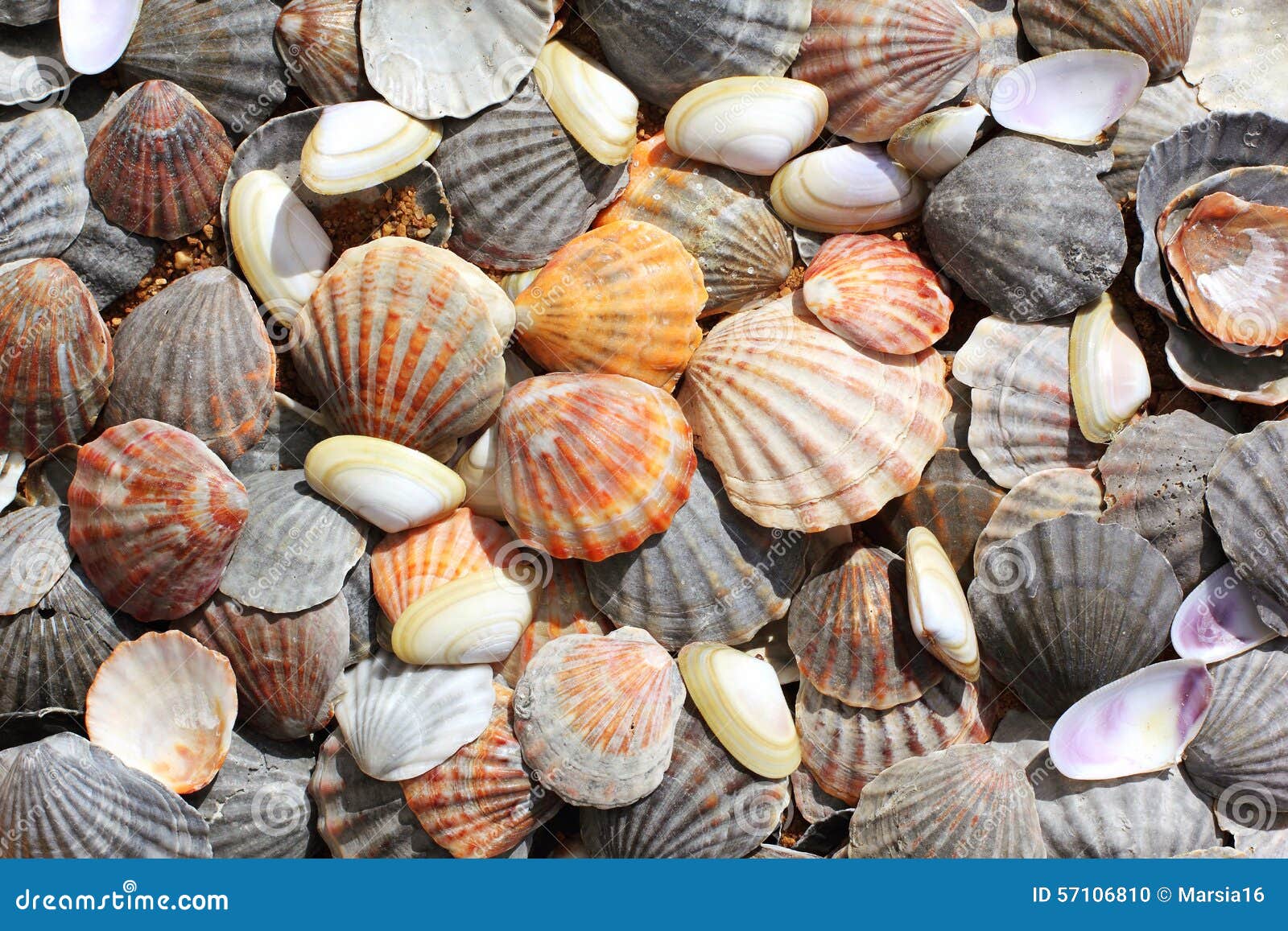Sea shells background stock photo. Image of seashell - 57106810