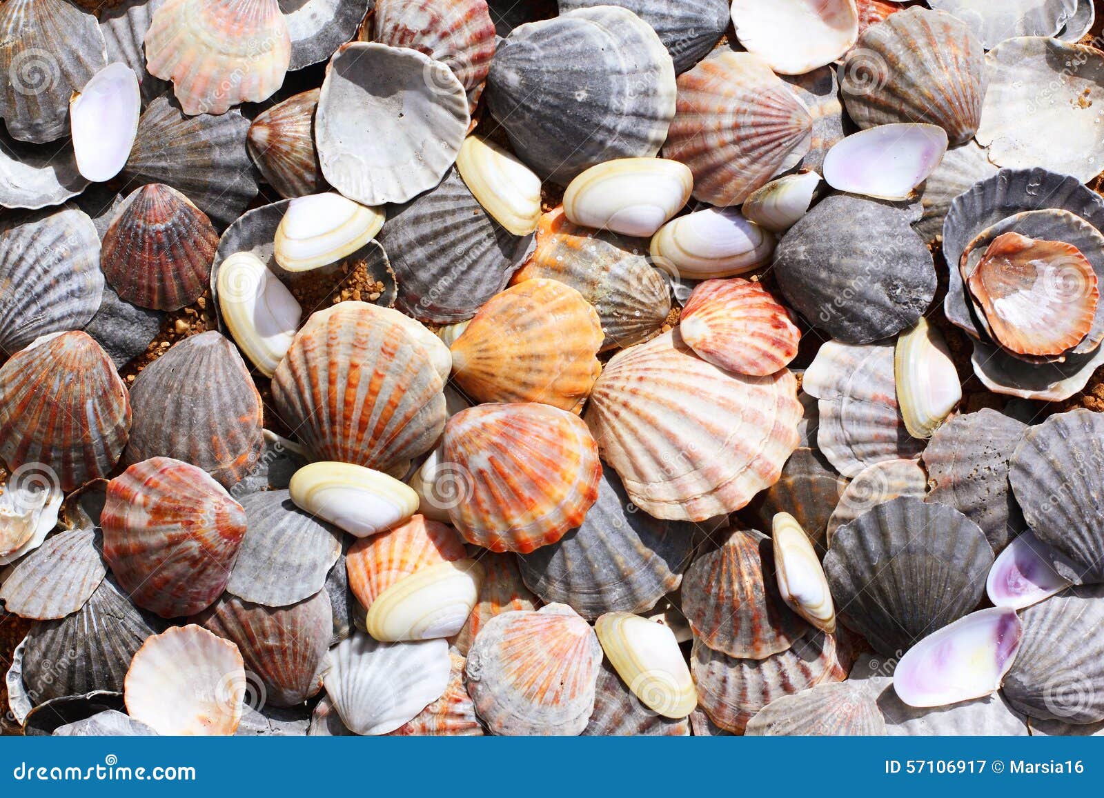 Sea shells background stock image. Image of summer, aquarium - 57106917