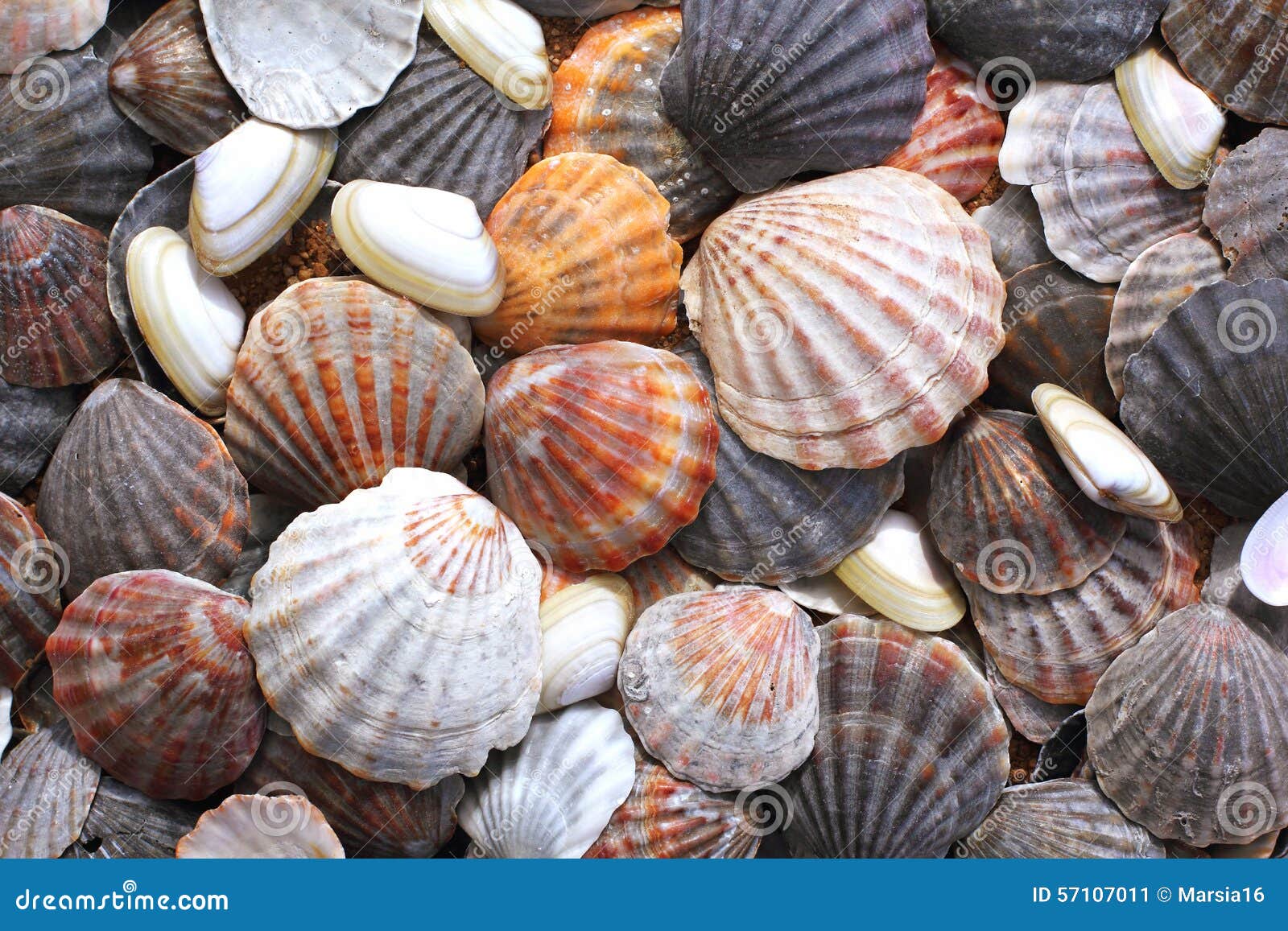 Sea shells background stock image. Image of environment - 57107011