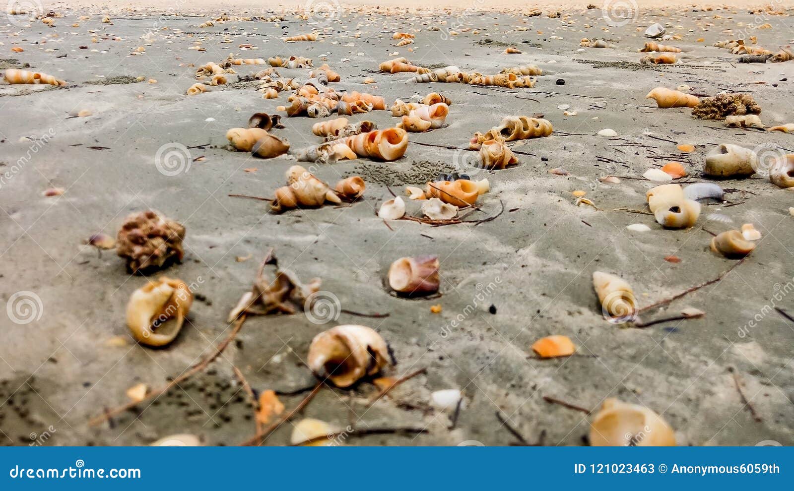 Sea Shells and Barnacles stock image. Image of colony - 121023463