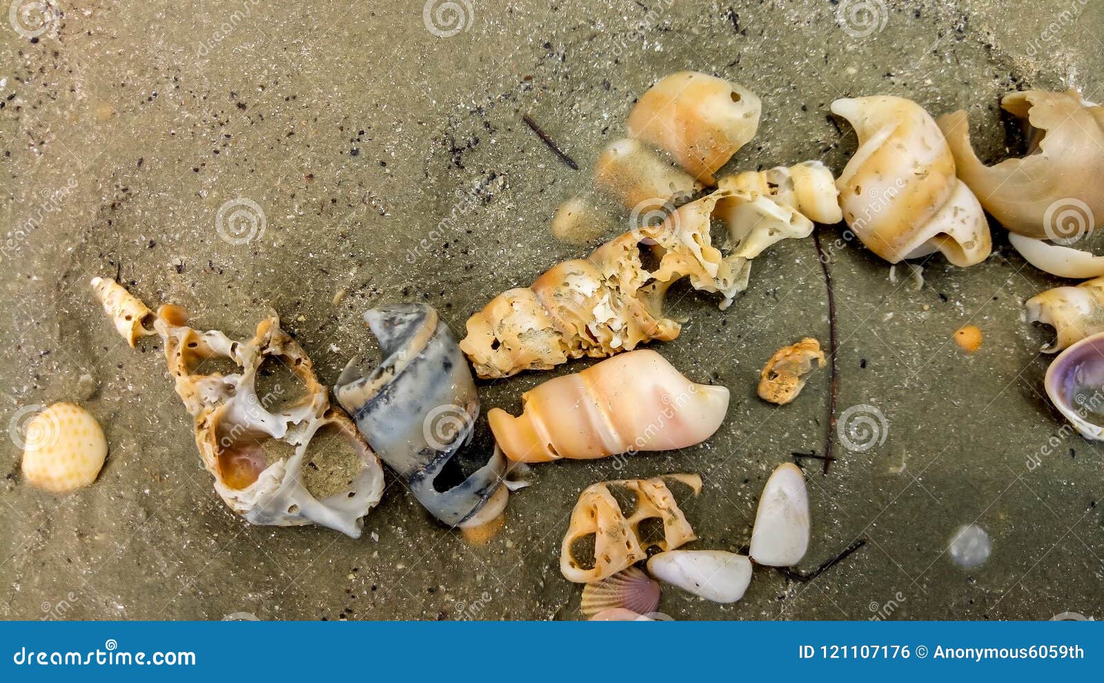 Sea Shells and Barnacles stock photo. Image of clusters - 121107176