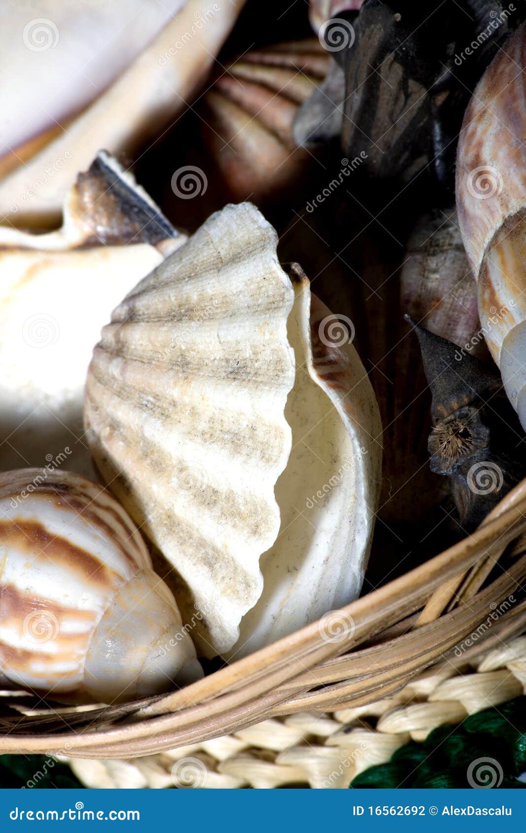 Sea shells in a basket stock photo. Image of decorate - 16562692