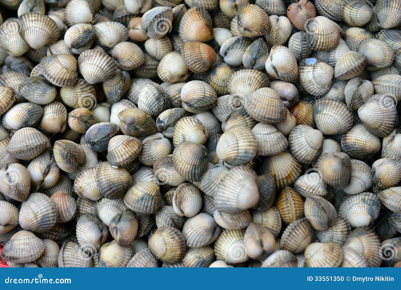 Sea shells stock photo. Image of life, closed, shell - 33551350