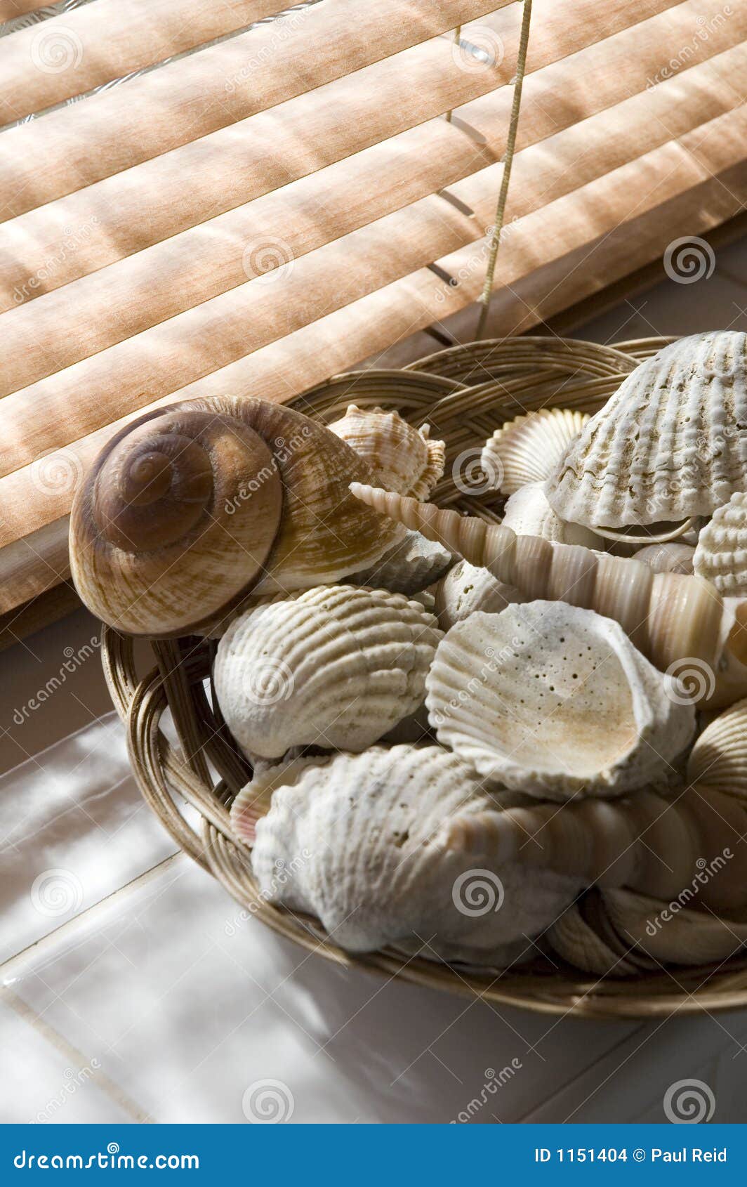 Sea shells in bathroom stock photo. Image of snail, brown - 1151404