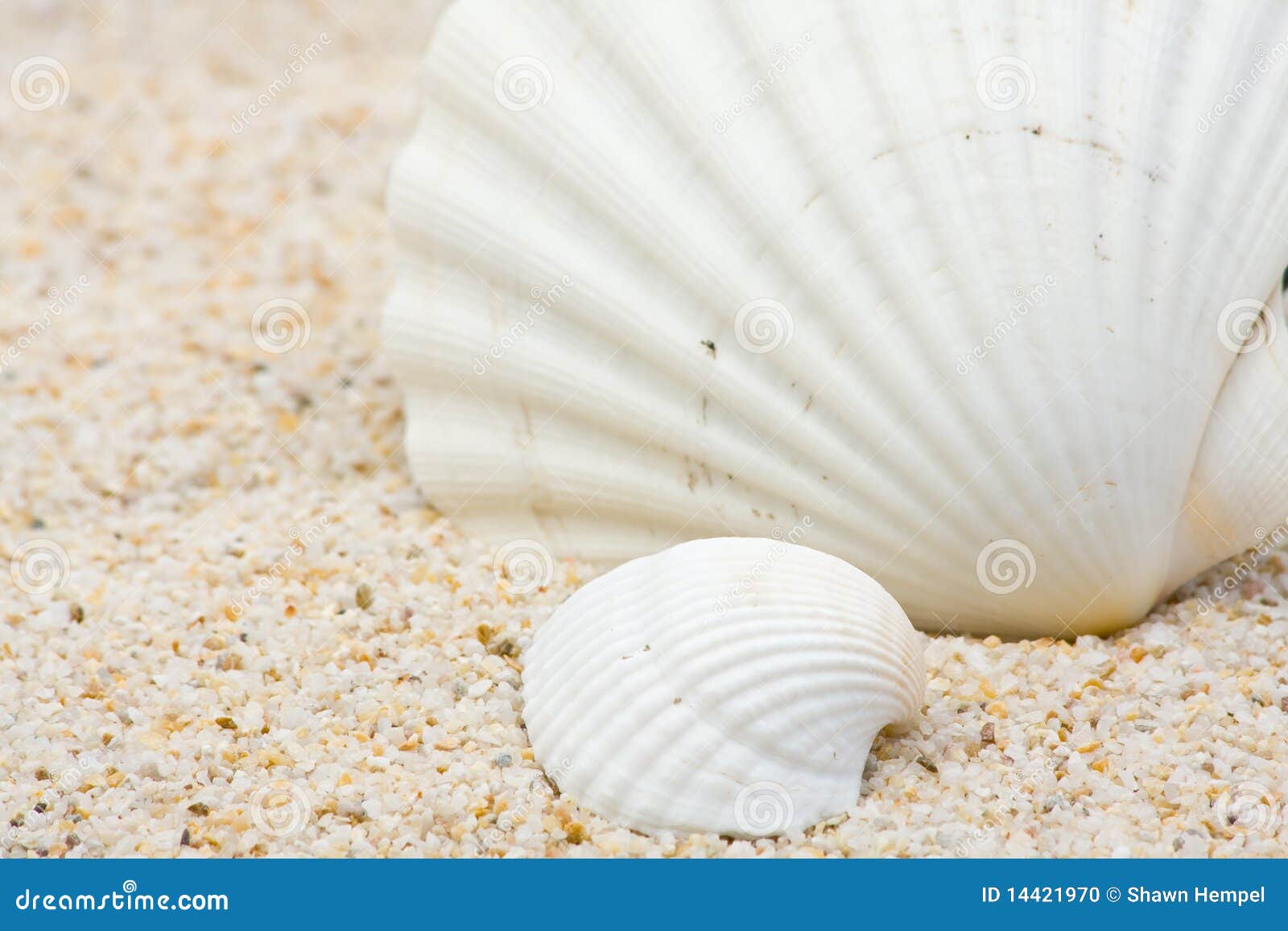 Sea shells on the beach stock photo. Image of beauty - 14421970