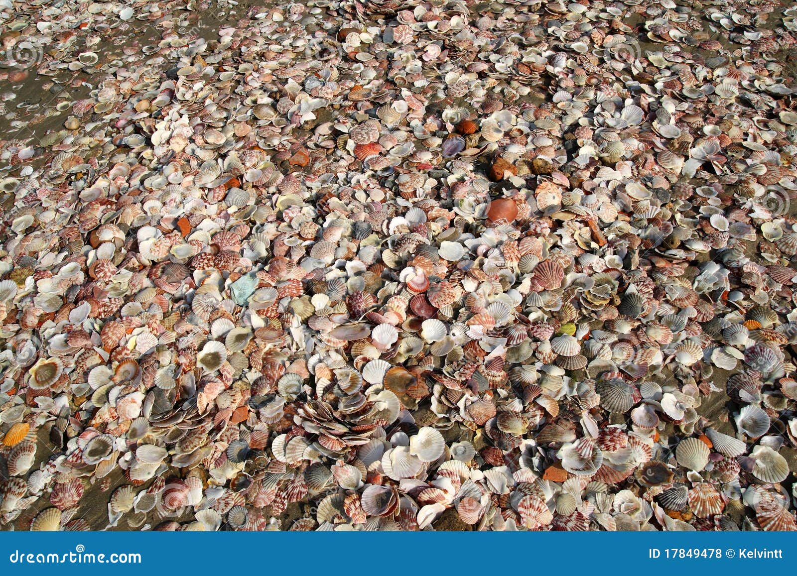 Sea Shells on Beach stock photo. Image of life, collection - 17849478