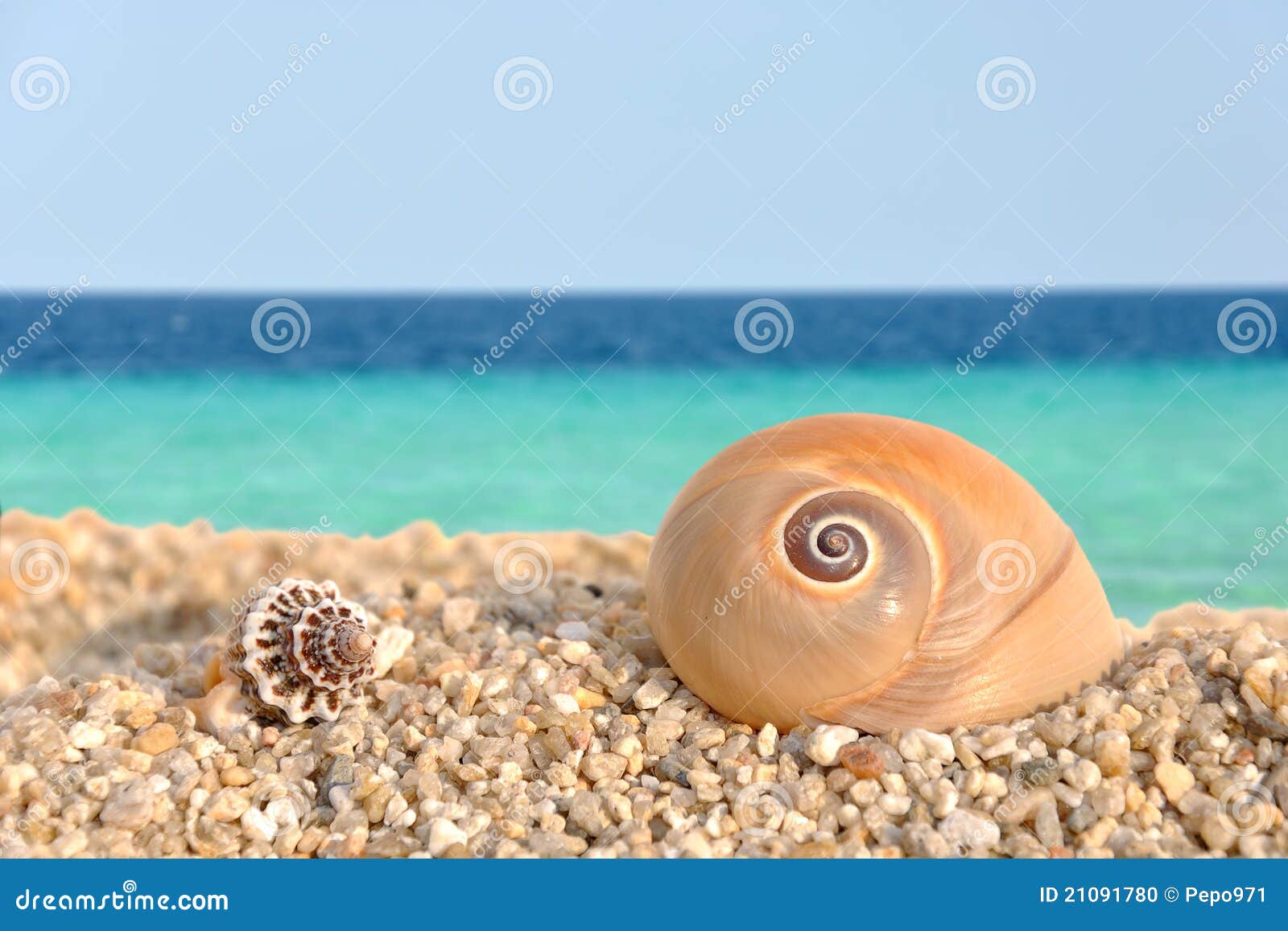 Sea shells on the beach stock photo. Image of nautilus - 21091780