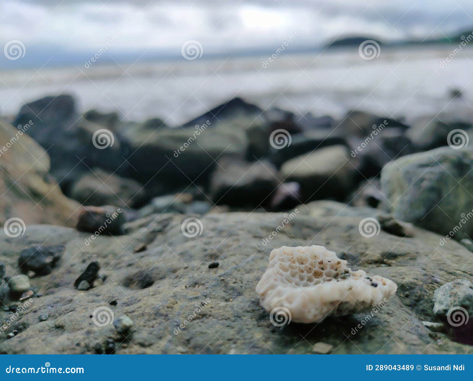 Sea shells on the beach stock image. Image of animal - 289043489