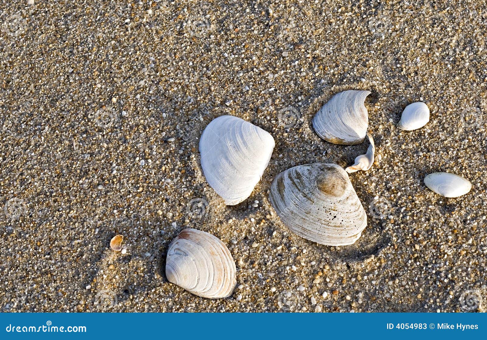 Sea Shells on the Beach stock image. Image of texture - 4054983