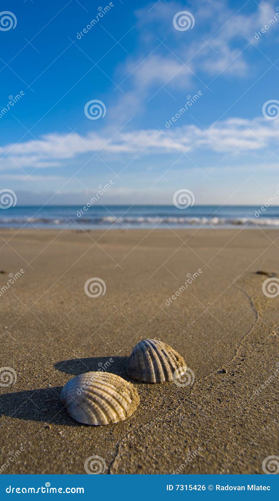 Sea shells on the beach stock photo. Image of marine, holiday - 7315426