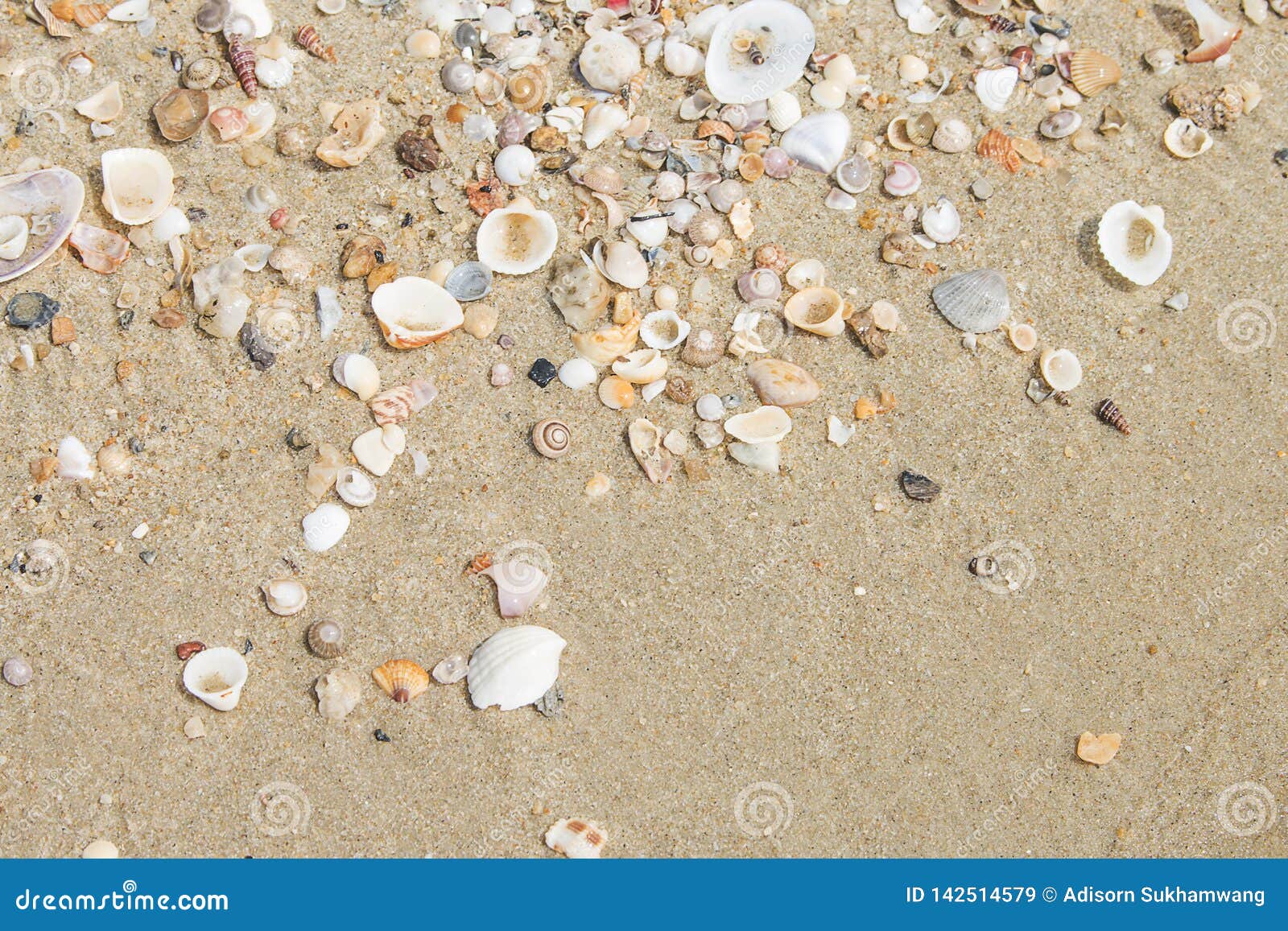 Sea Shells on the Beach for the Background Stock Image - Image of frame ...