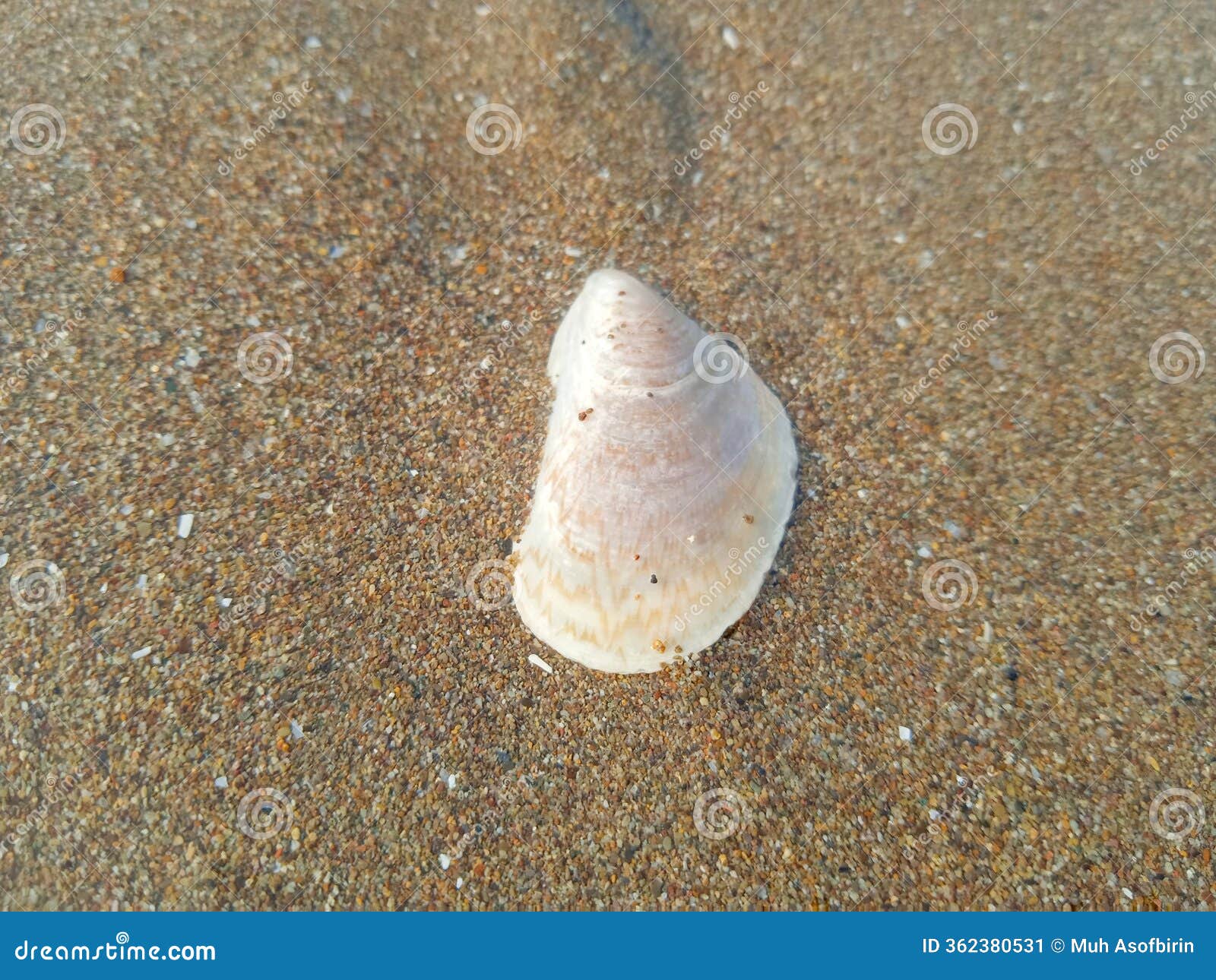 Sea ??shells on the Beach with Brown Sand Stock Image - Image of beach ...