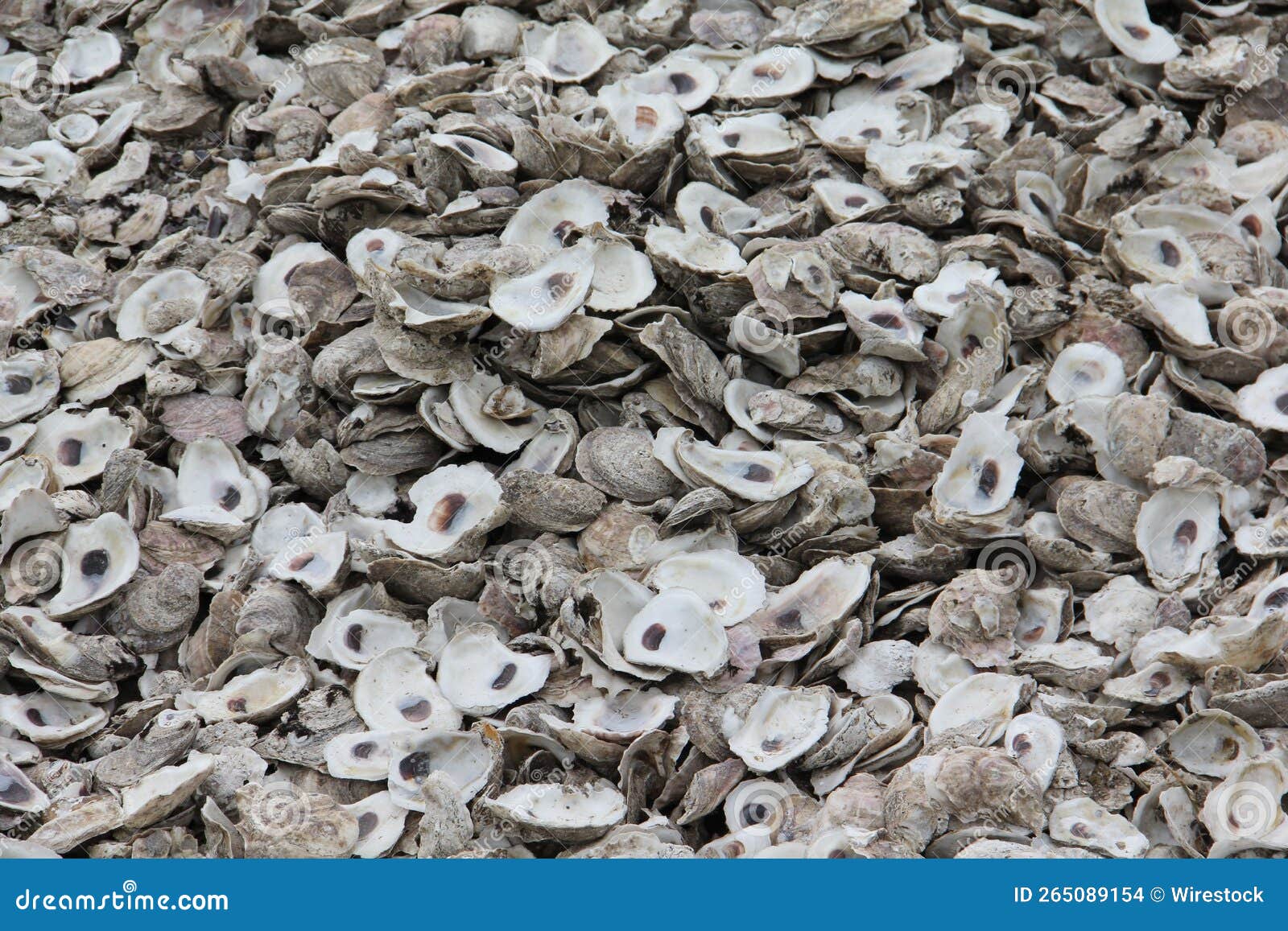 Sea Shells on the Beach in Chesapeake Bay, United States Stock Photo ...