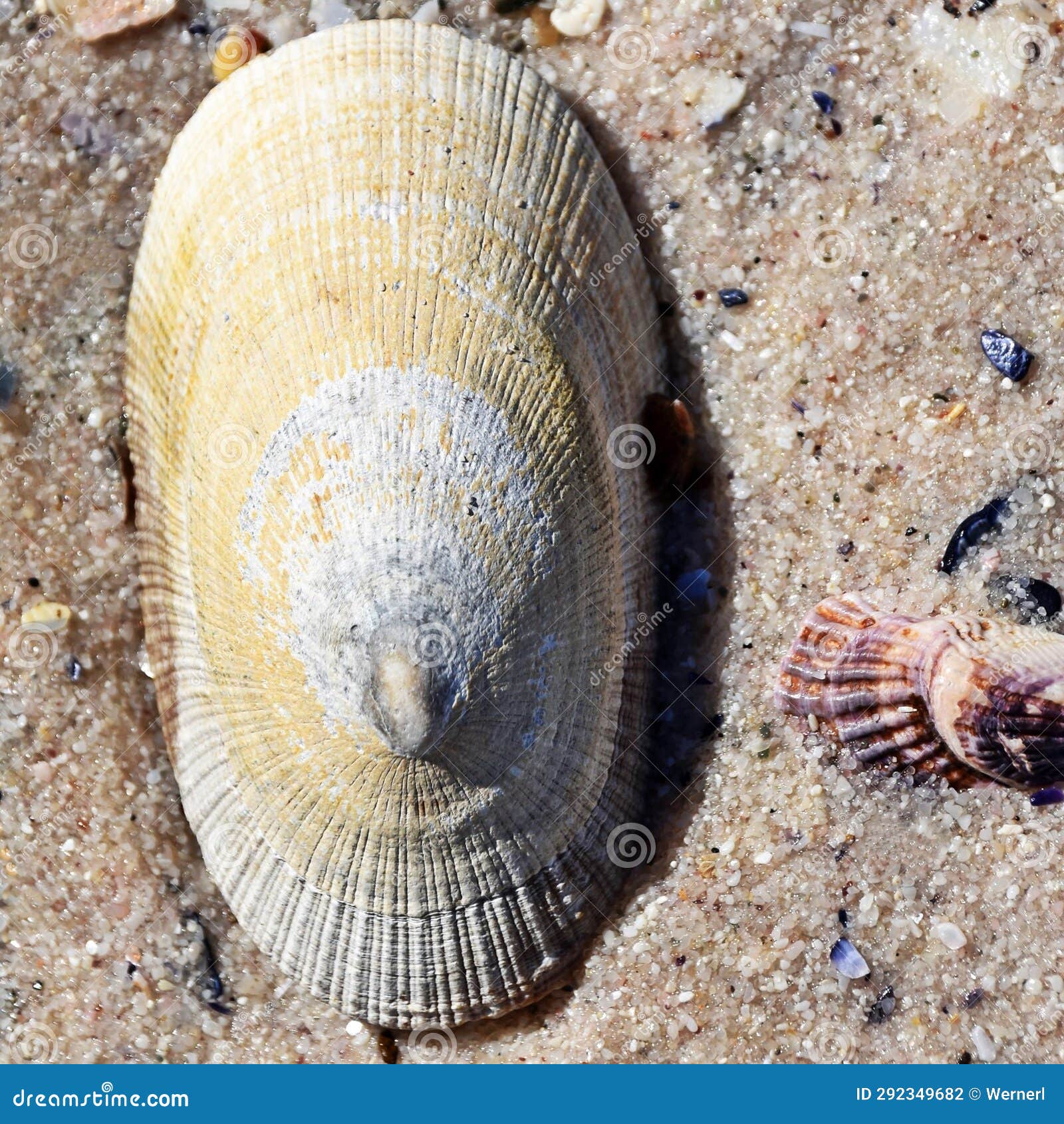 Sea shells on the beach stock photo. Image of beach - 292349682