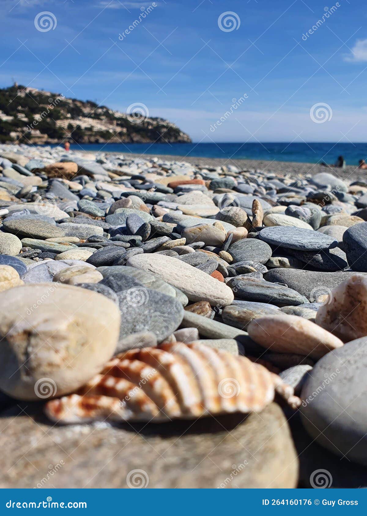 Sea Shells on the Beach in Close Up Stock Photo - Image of coast, cape ...