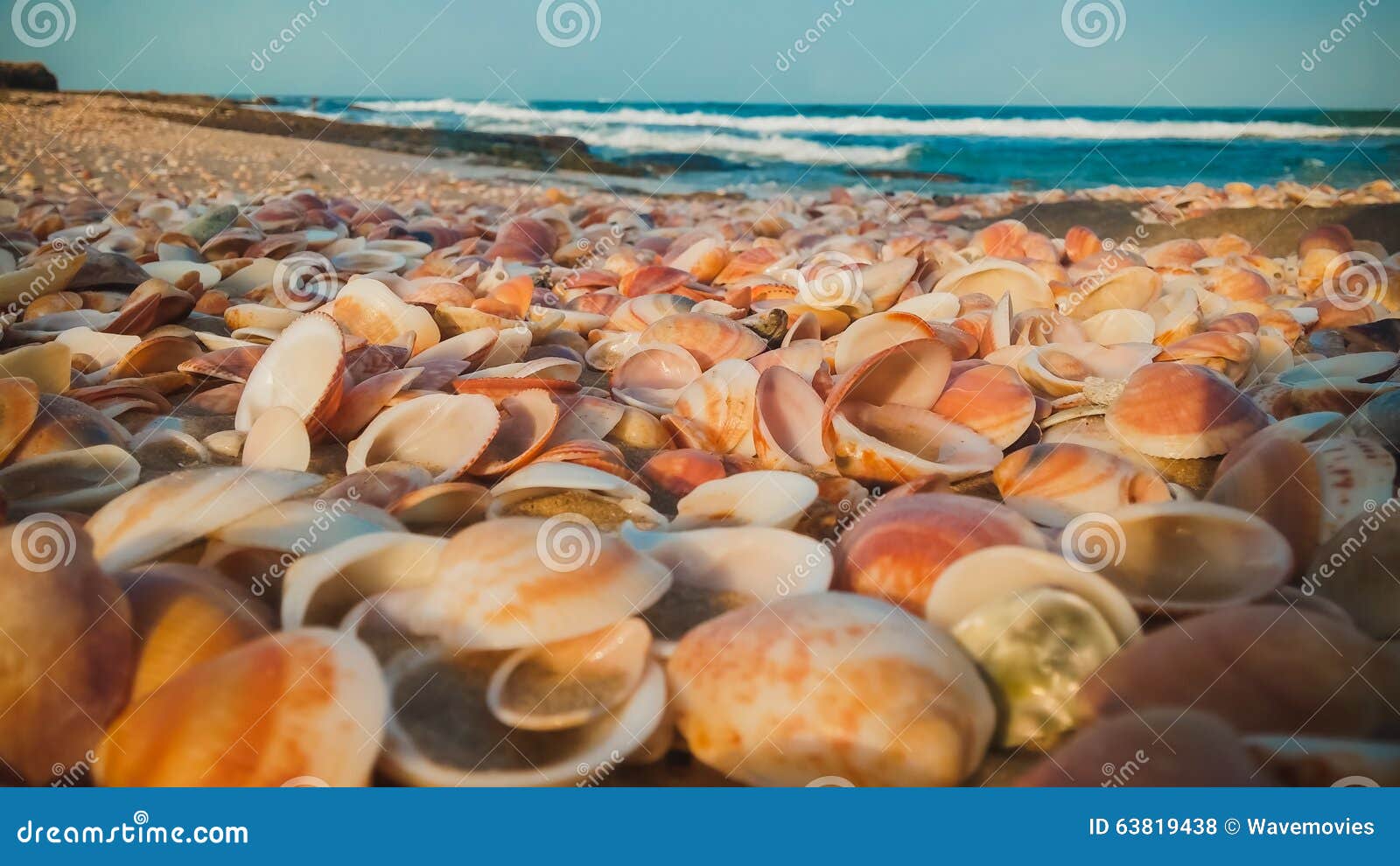 Sea shells on the beach stock photo. Image of mollusk - 63819438