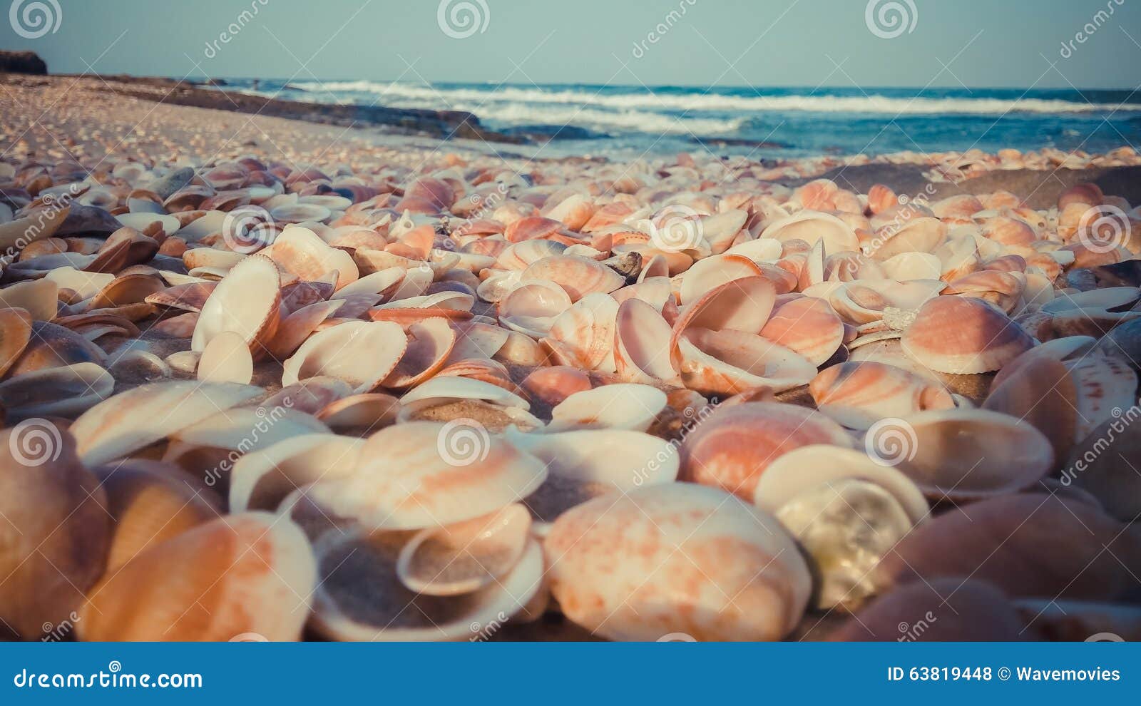 Sea shells on the beach stock photo. Image of close, beach - 63819448