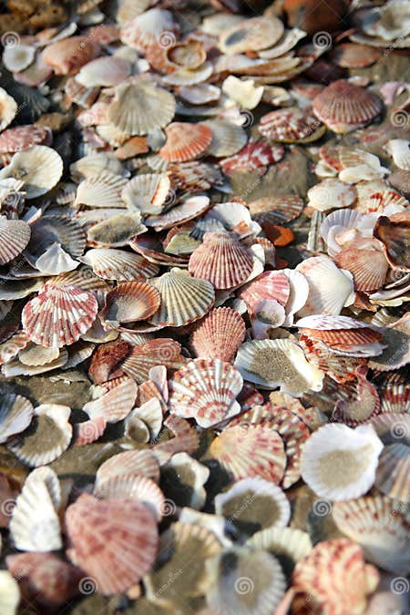 Sea Shells on Beach (Closeup) Stock Photo - Image of nature, collection ...