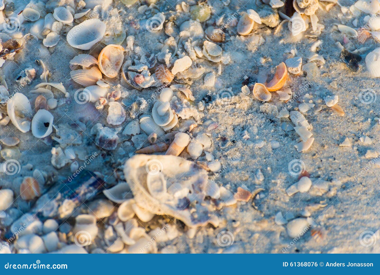 Sea shells beach stock photo. Image of exposure, level - 61368076
