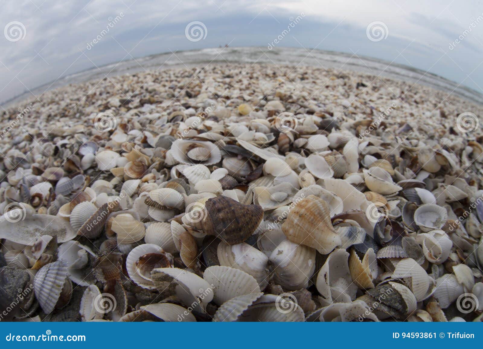 Sea of shells stock image. Image of gulf, florida, bubbles - 94593861