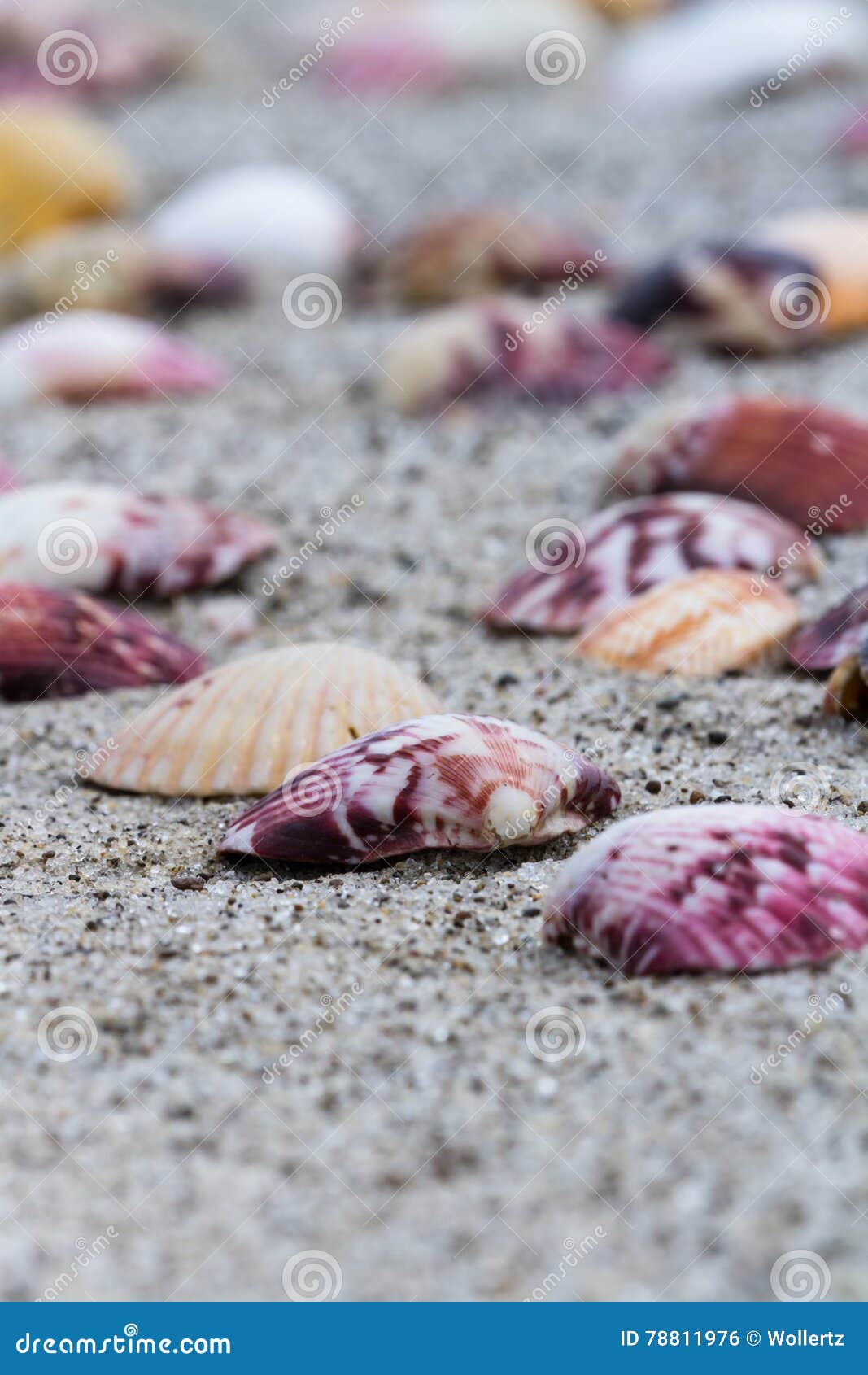 Sea shells on the beach stock photo. Image of beautiful - 78811976