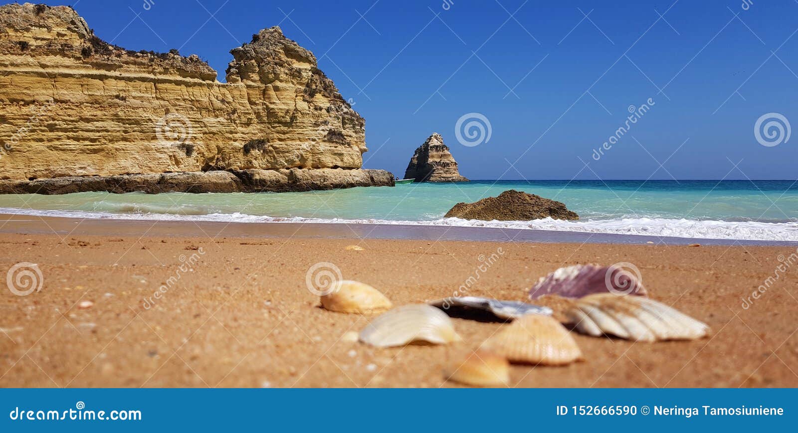 Sea Shells on the Beach in Lagos, Portugal Stock Photo - Image of ...