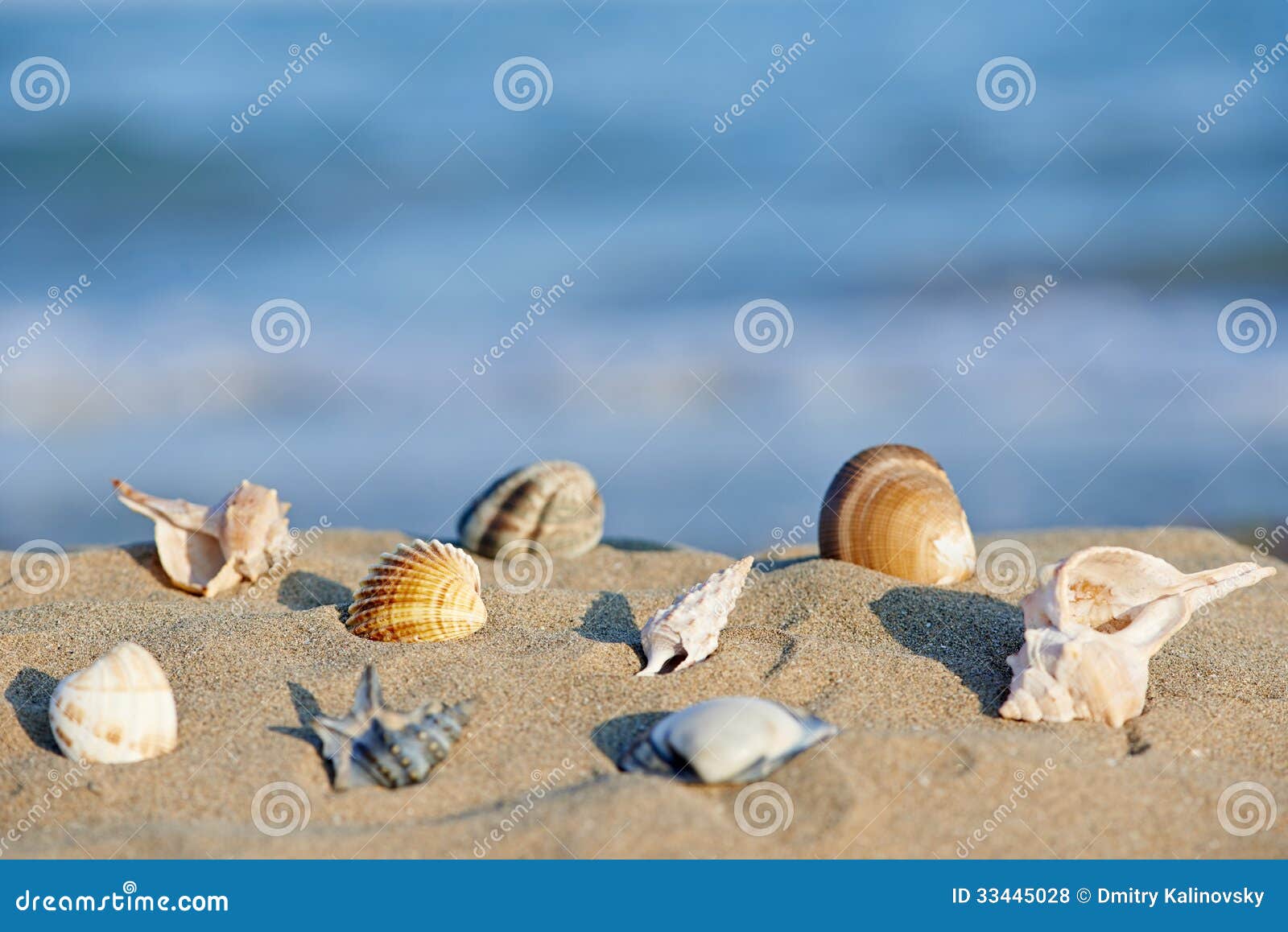 Sea shells on beach stock photo. Image of biology, life - 33445028