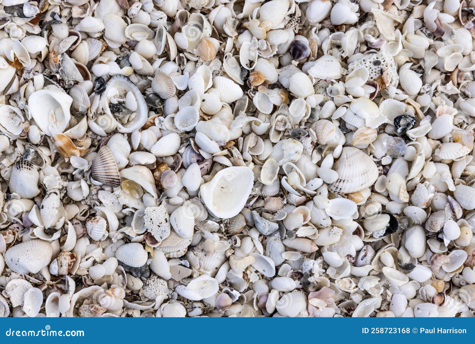 Sea Shells on the Beach stock photo. Image of rock, produce - 258723168