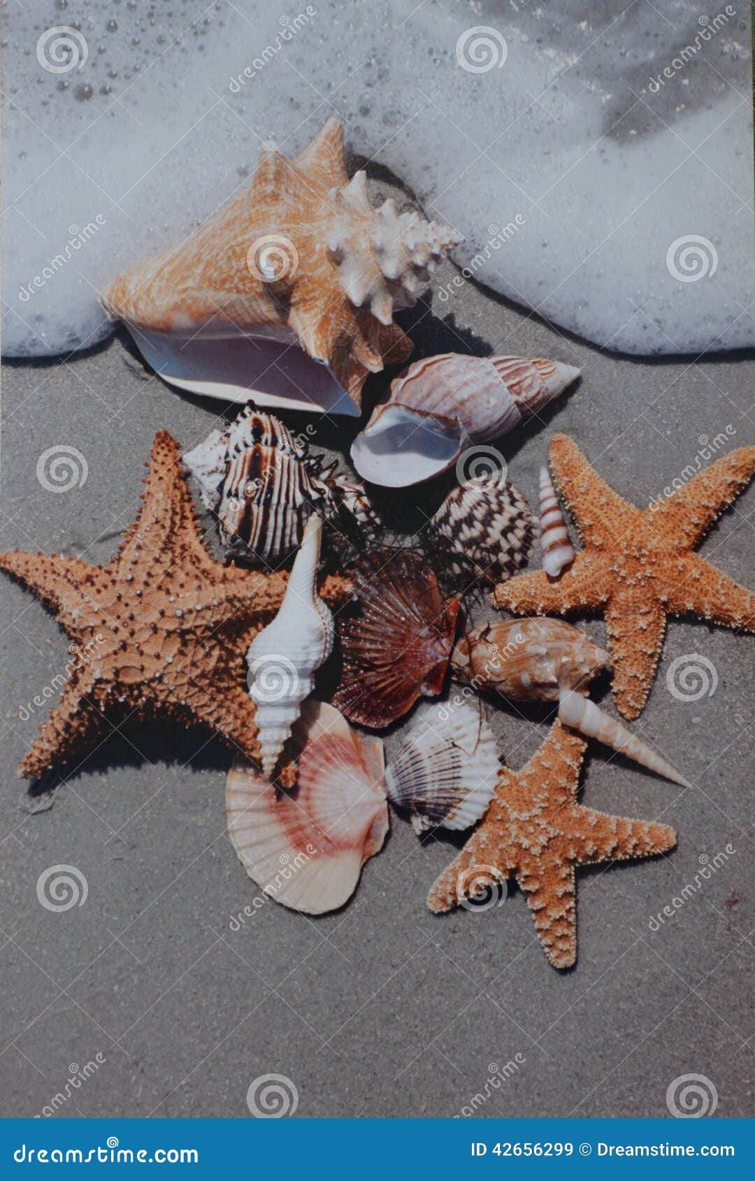 Sea Shells at Beach stock image. Image of beach, naples - 42656299