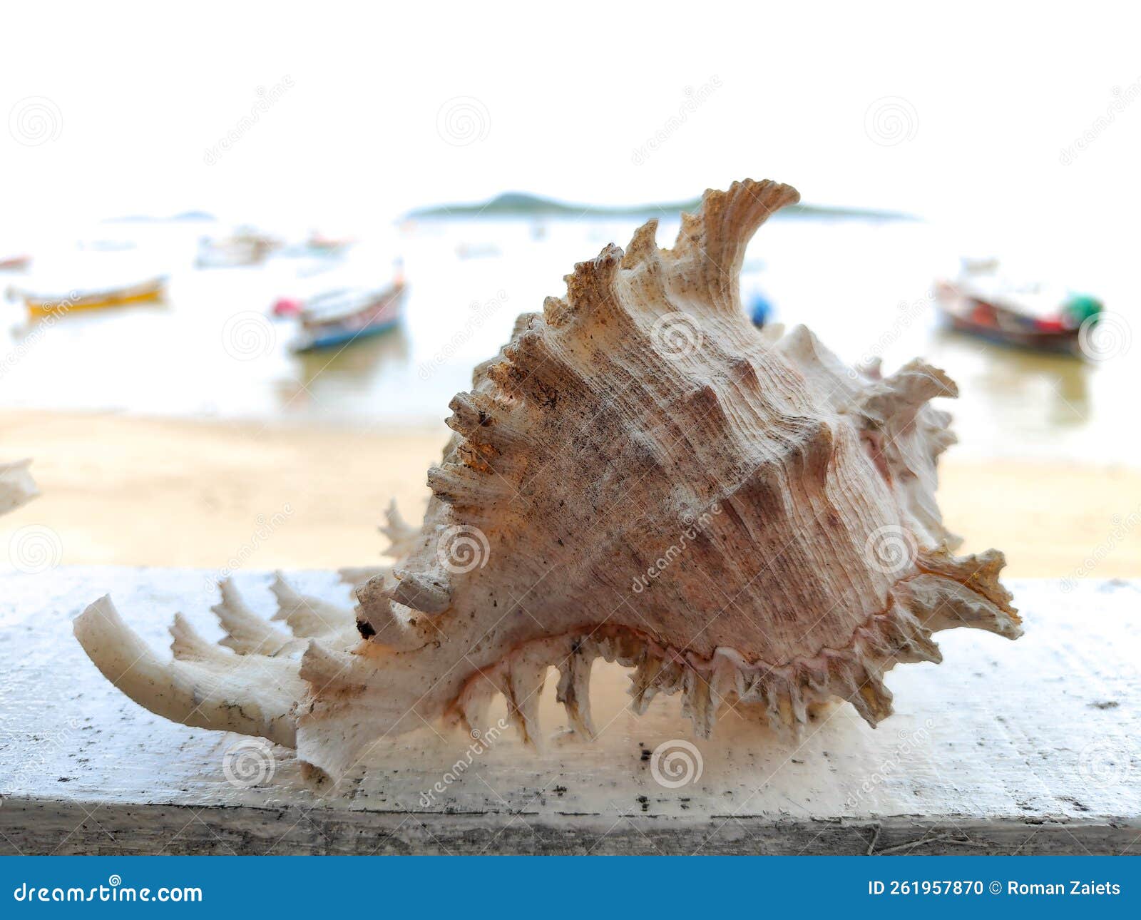 Sea Shells on the Beach Ocean Side Stock Photo - Image of travel ...