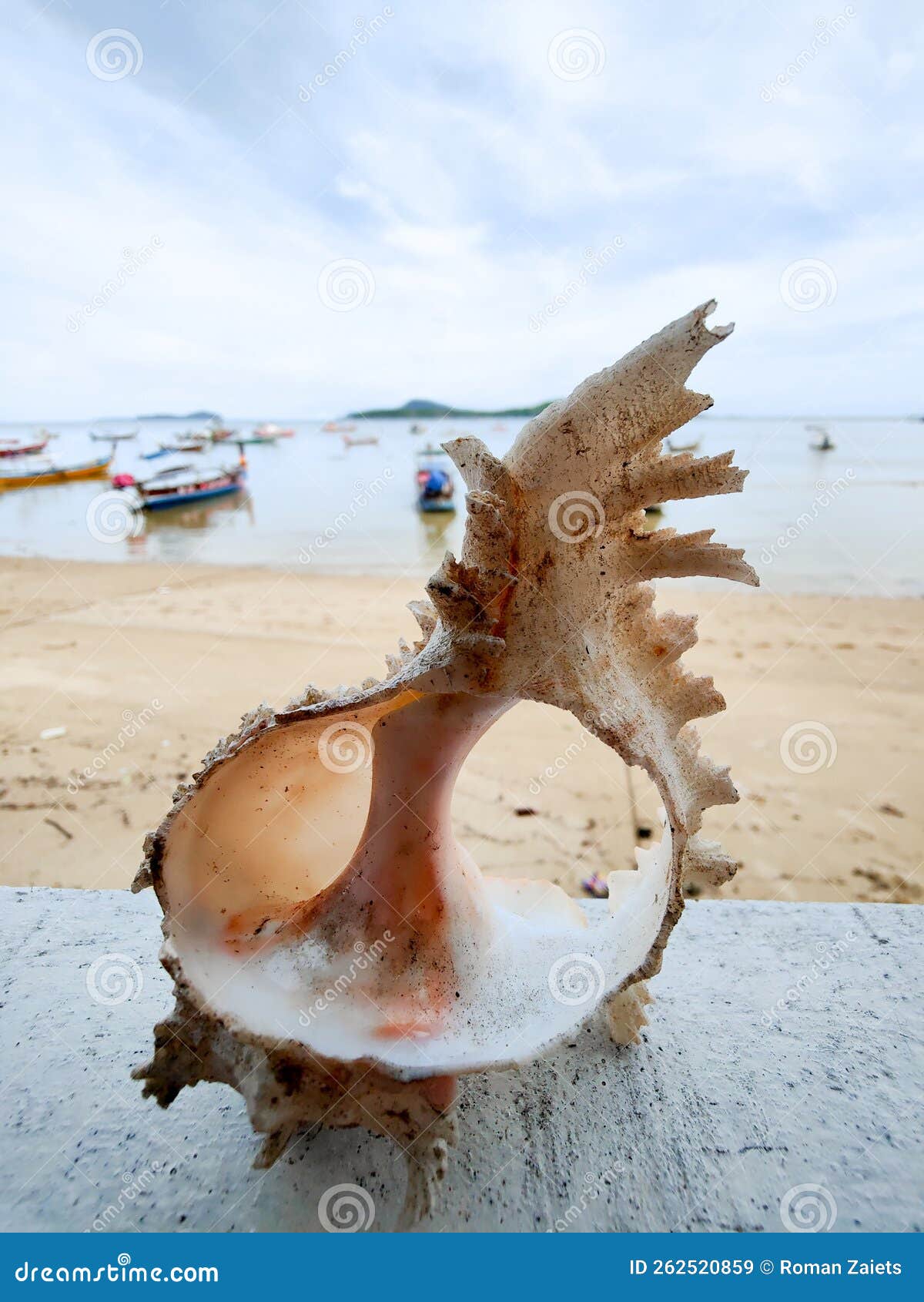 Sea Shells on the Beach Ocean Side Stock Image - Image of brown ...