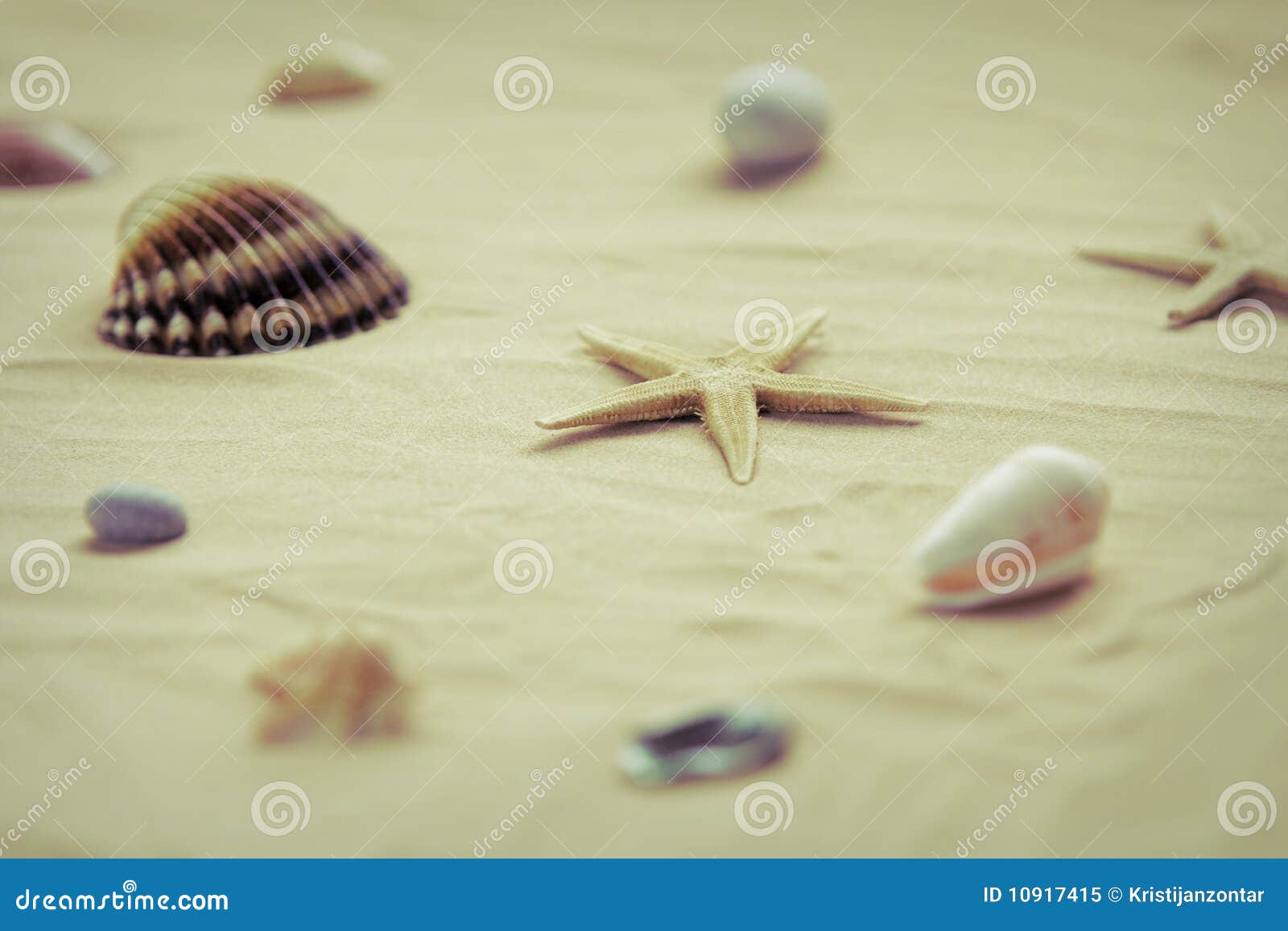 Sea shells on a beach sand stock image. Image of high - 10917415