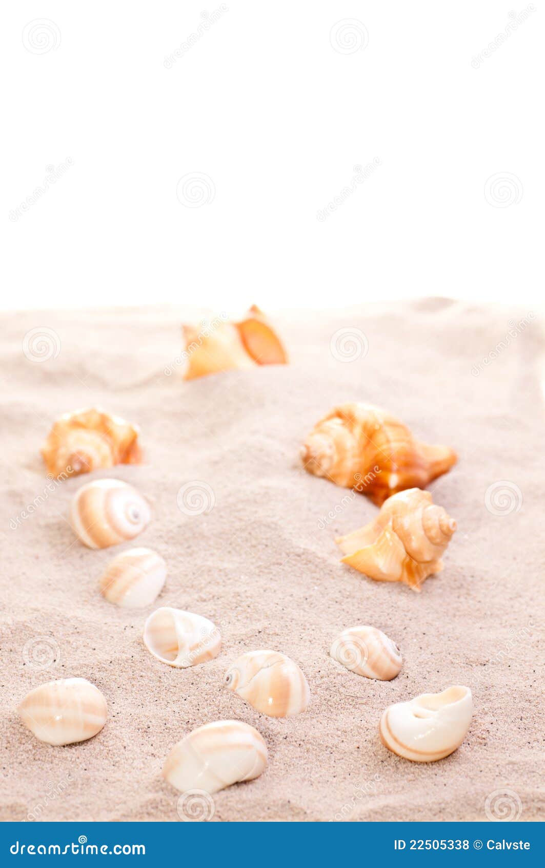 Sea shells on beach sand stock photo. Image of sand, beach - 22505338