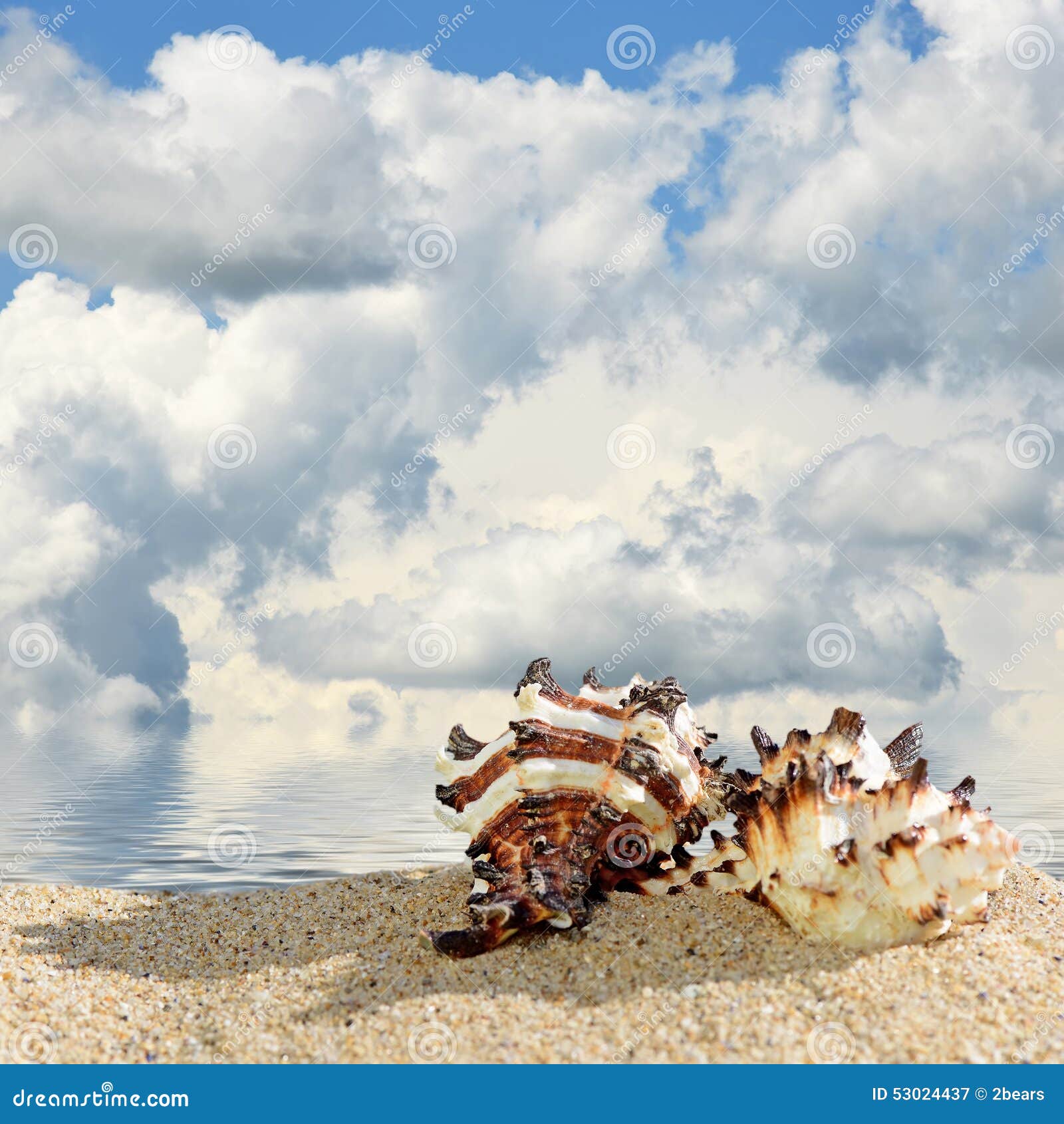 Sea shells on a beach sand stock image. Image of climate - 53024437