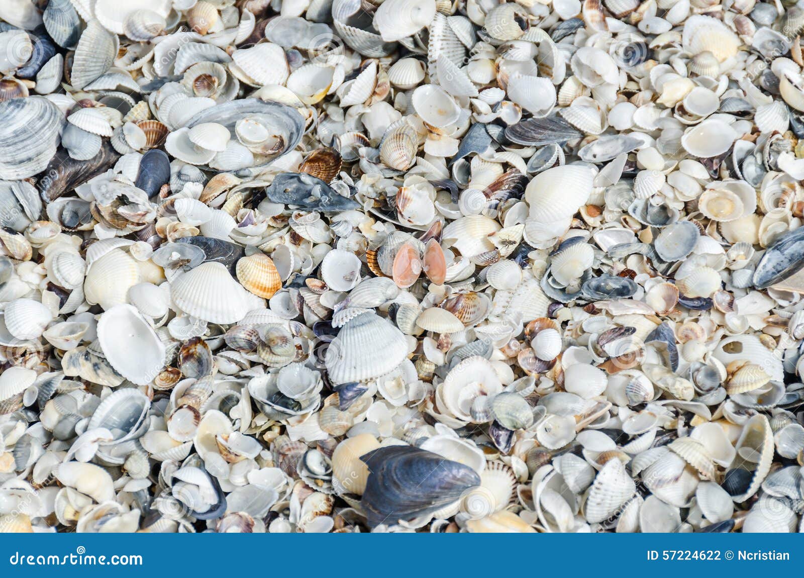 Sea Shells in the Beach Sand, Close Up, Texture. Stock Photo - Image of ...
