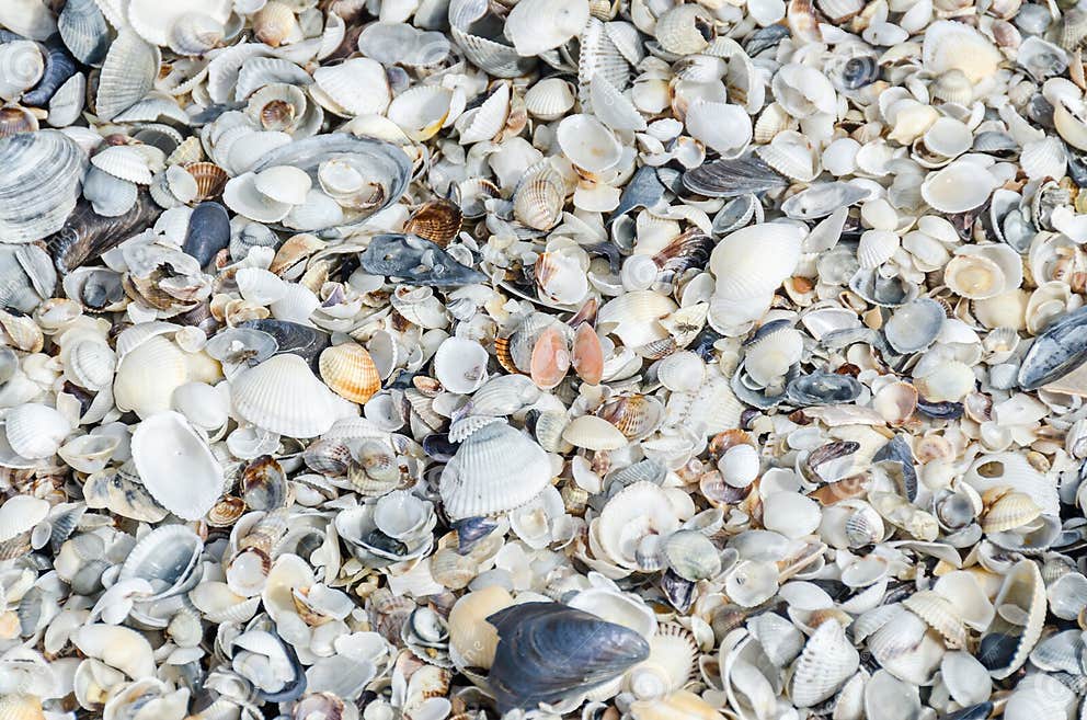 Sea Shells in the Beach Sand, Close Up, Texture. Stock Photo - Image of ...