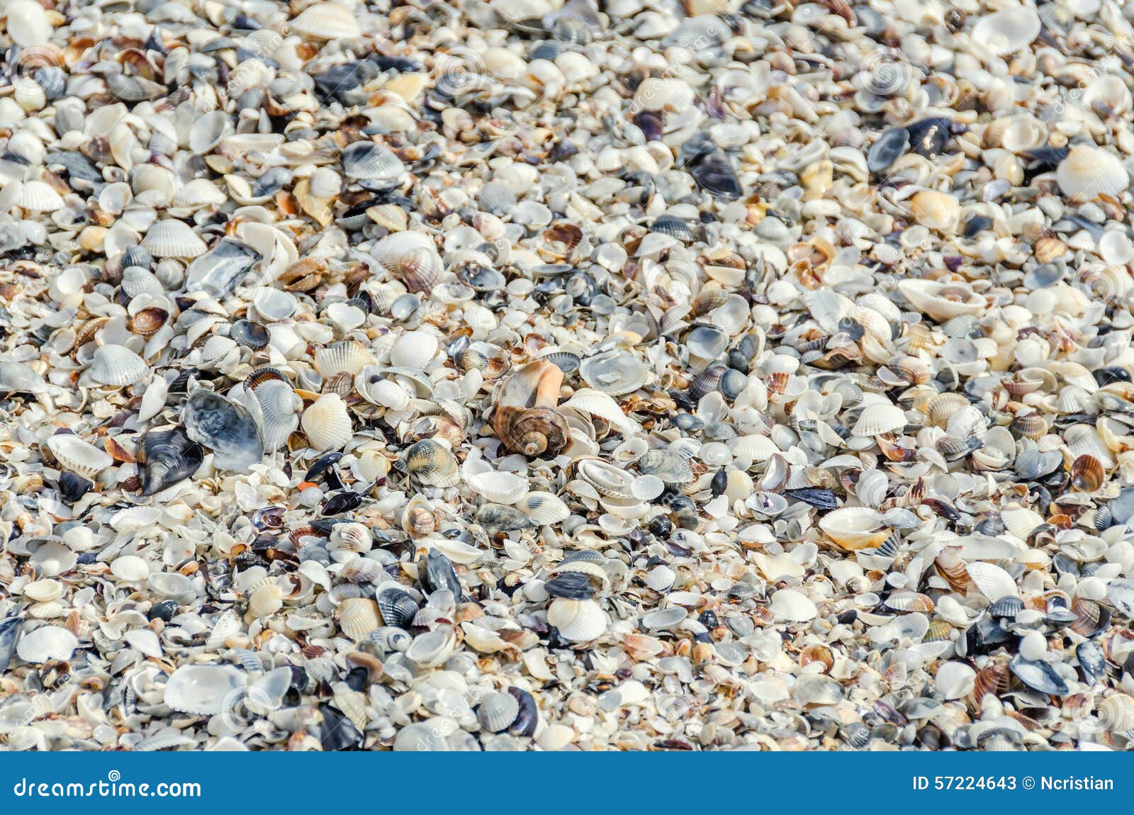Sea Shells in the Beach Sand, Close Up, Texture. Stock Image - Image of ...