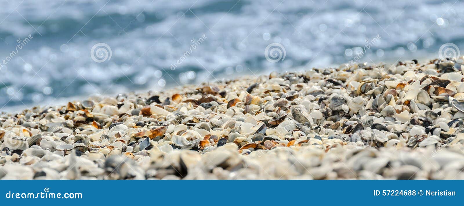 Sea Shells in the Beach Sand, Close Up, Texture. Stock Photo - Image of ...