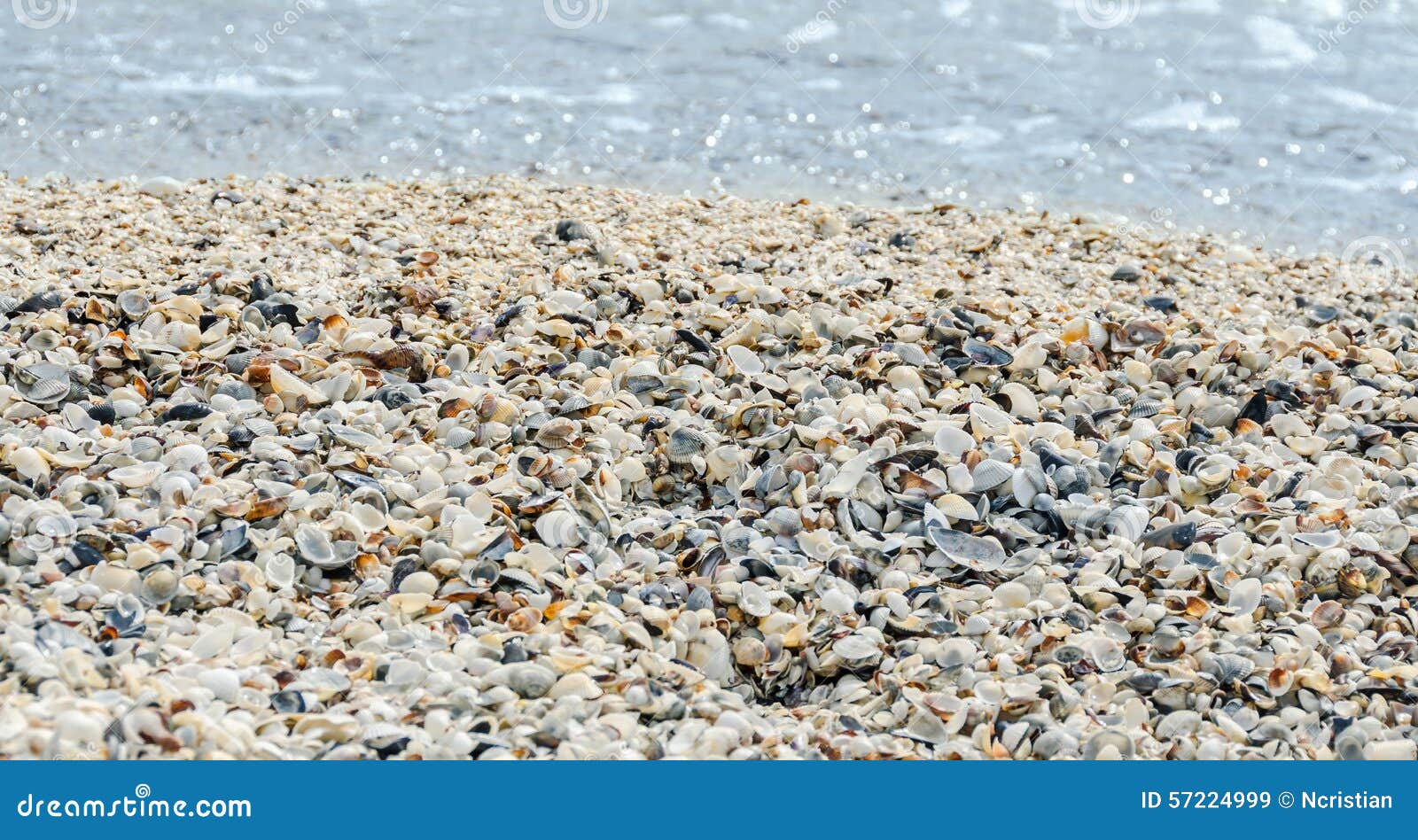 Sea Shells in the Beach Sand, Close Up, Texture. Stock Image - Image of ...