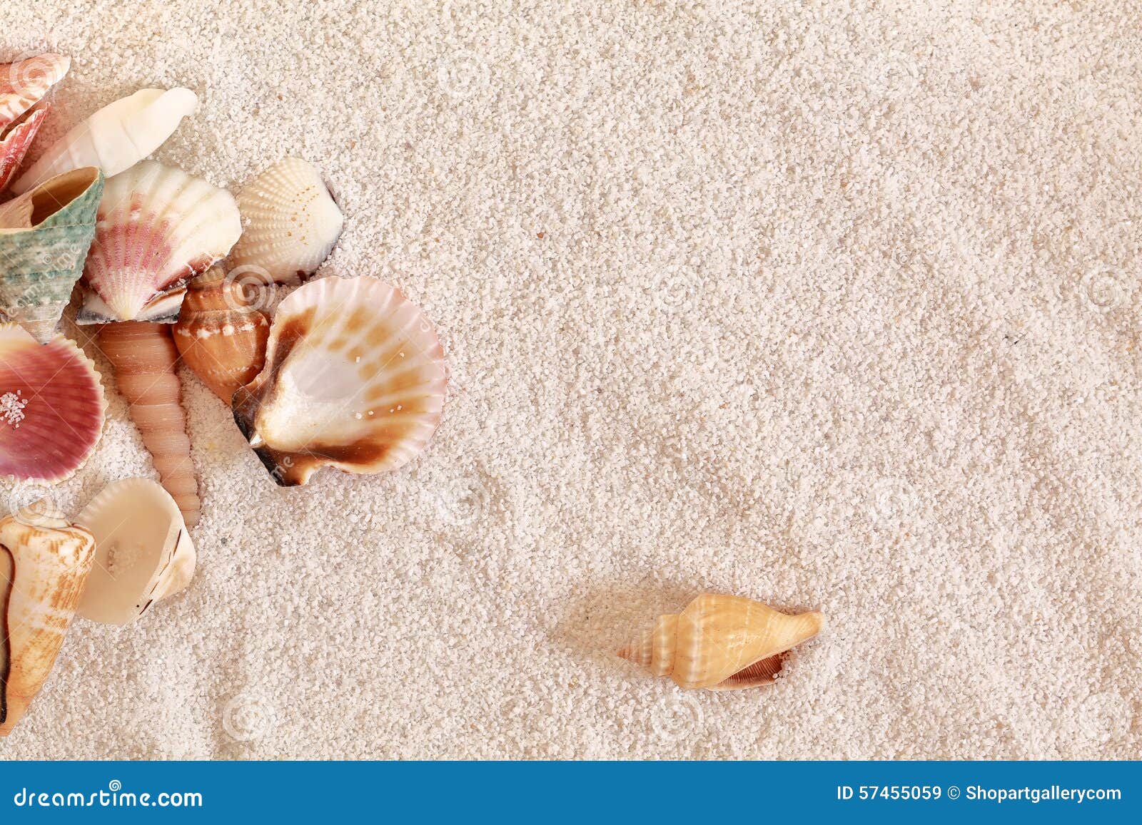 Sea Shells on Beach Sand stock image. Image of seashore - 57455059