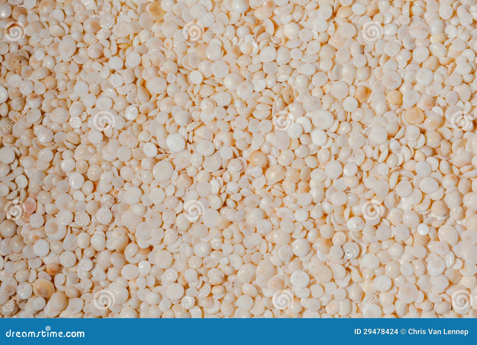 Sea Shells Beach Small stock photo. Image of shells, beach - 29478424