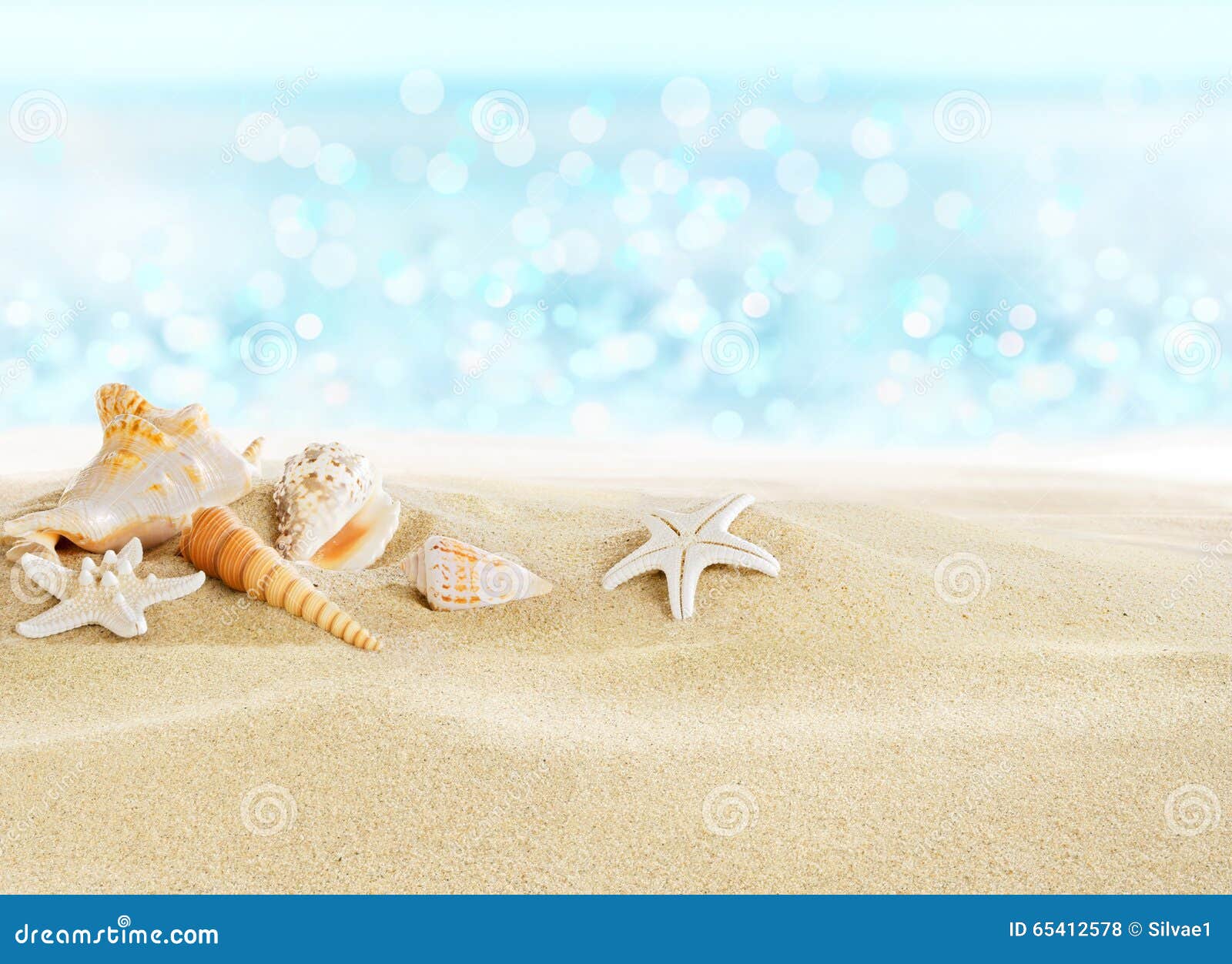 Sea shells on the beach stock photo. Image of ocean, pacific - 65412578