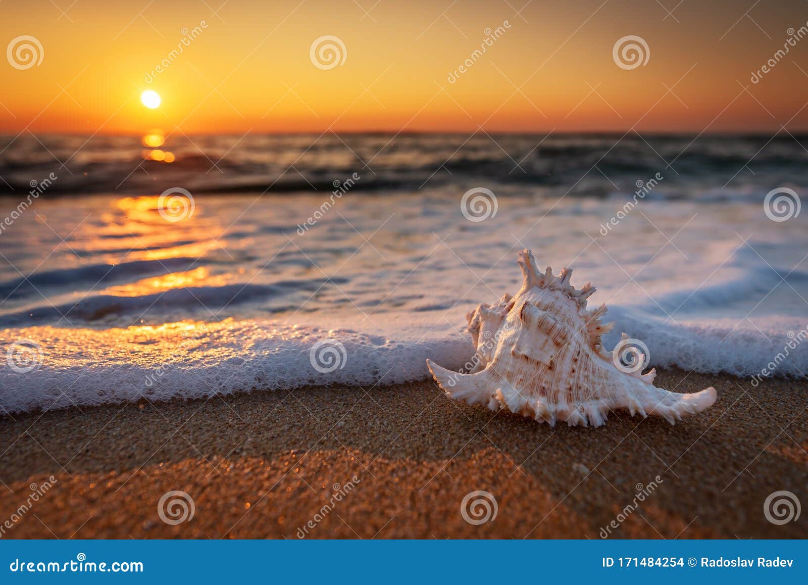 Sea Shells on the Beach at Sunrise Stock Photo - Image of sands, relax ...