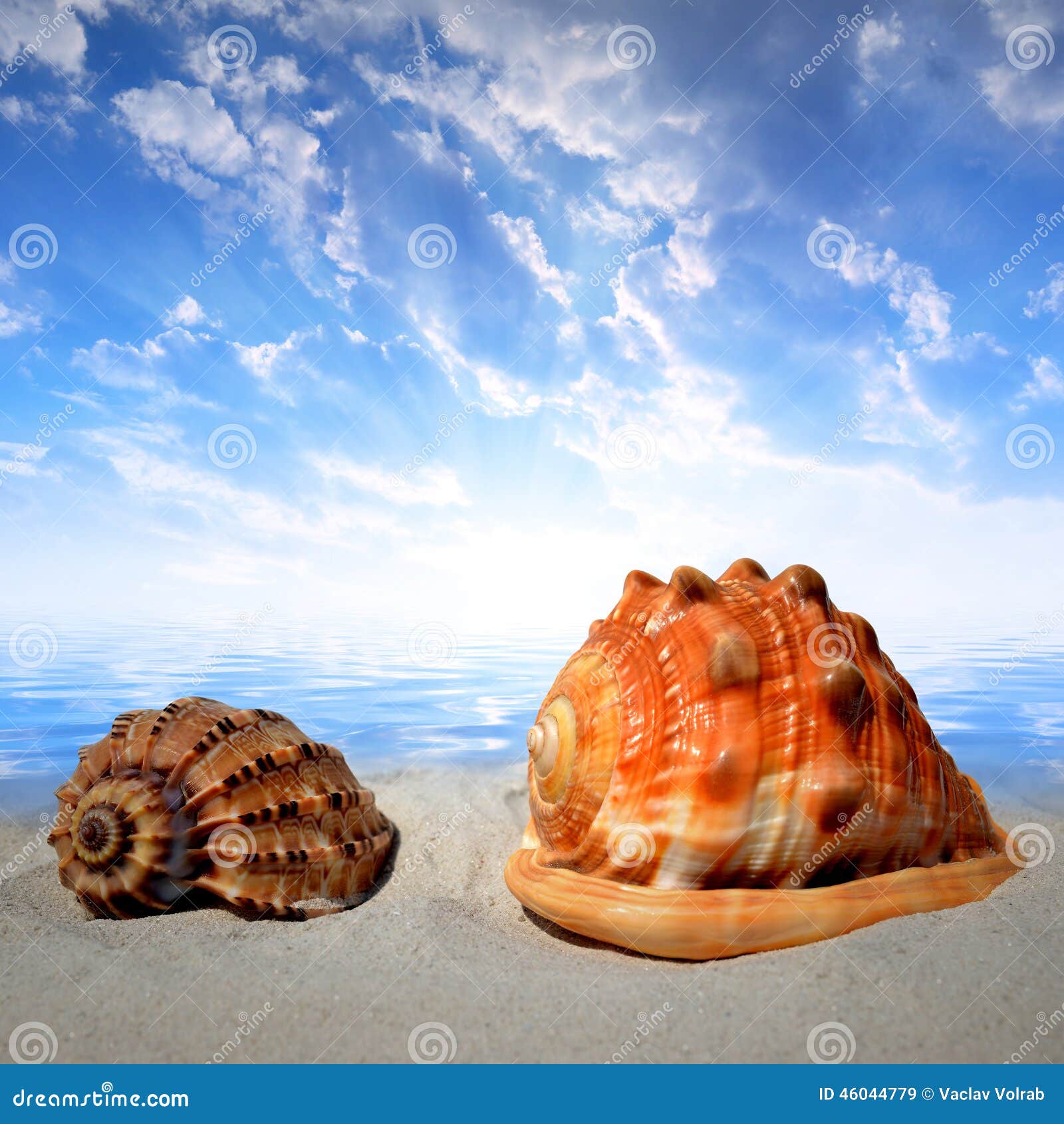 Sea shells stock image. Image of fresh, summer, outdoor - 46044779