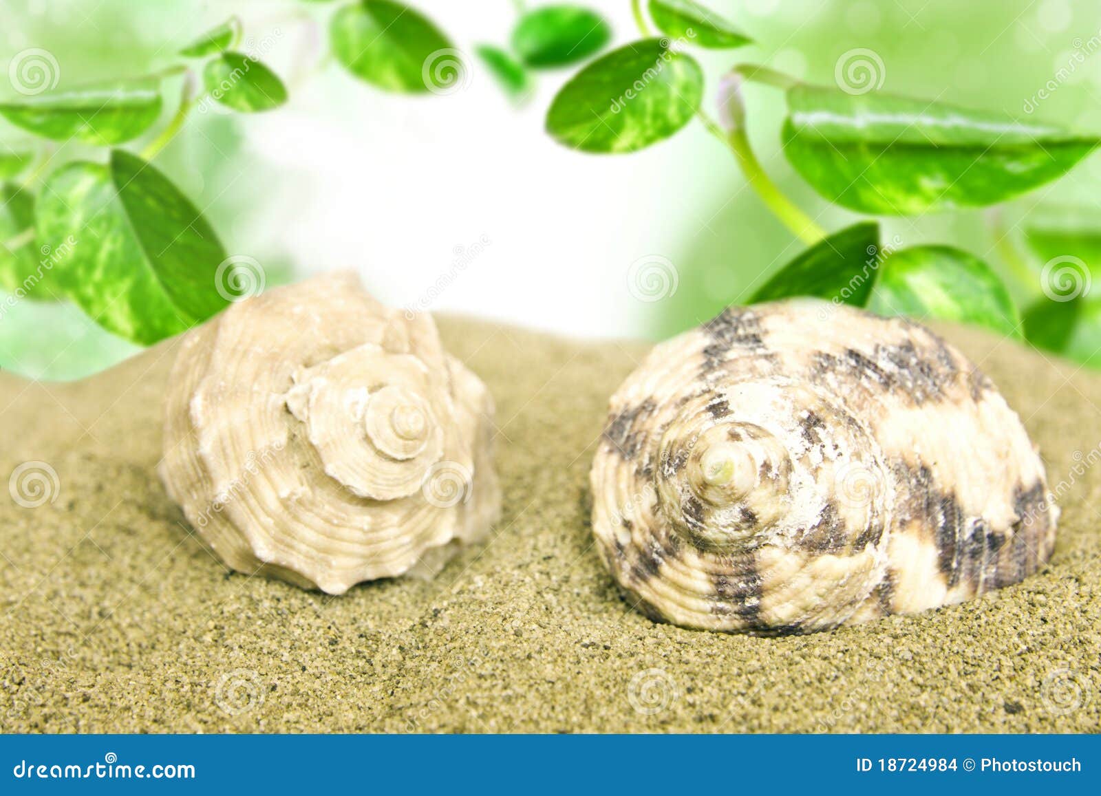 Sea Shells on the Beach Under Green Leaves Stock Photo - Image of ...