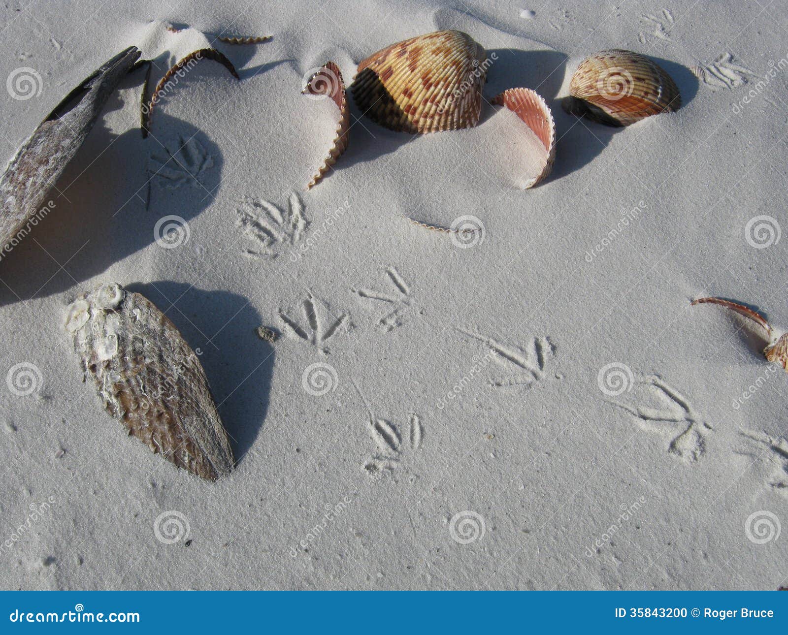 Sea shells and bird tracks stock photo. Image of travel - 35843200