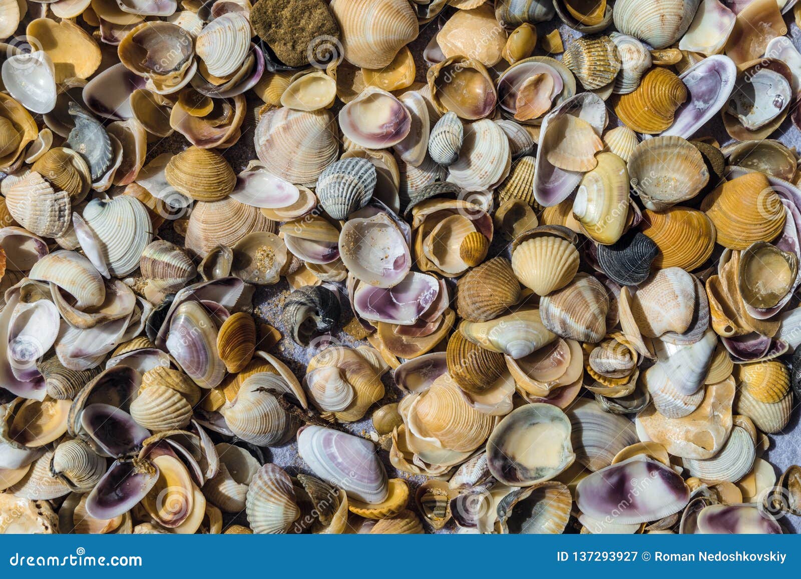 Sea Shells of Bivalve Mollusks Stock Image - Image of acute, bottom ...