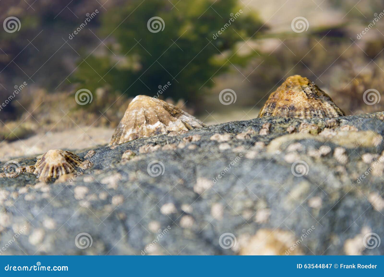 Sea shells (Bivalvia) stock image. Image of coast, bivalvia - 63544847