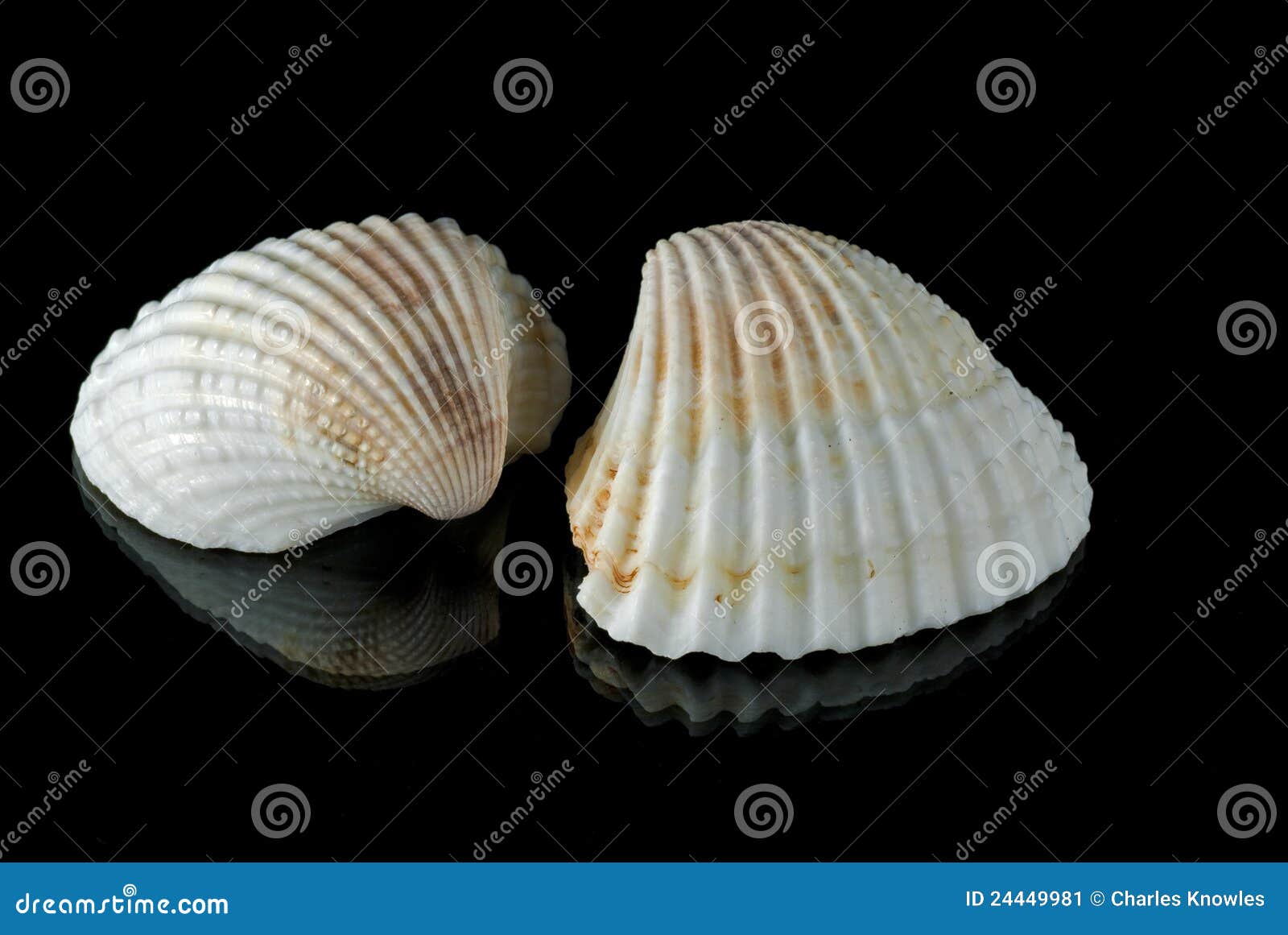 Sea Shells on a Black Background Stock Image - Image of natural ...