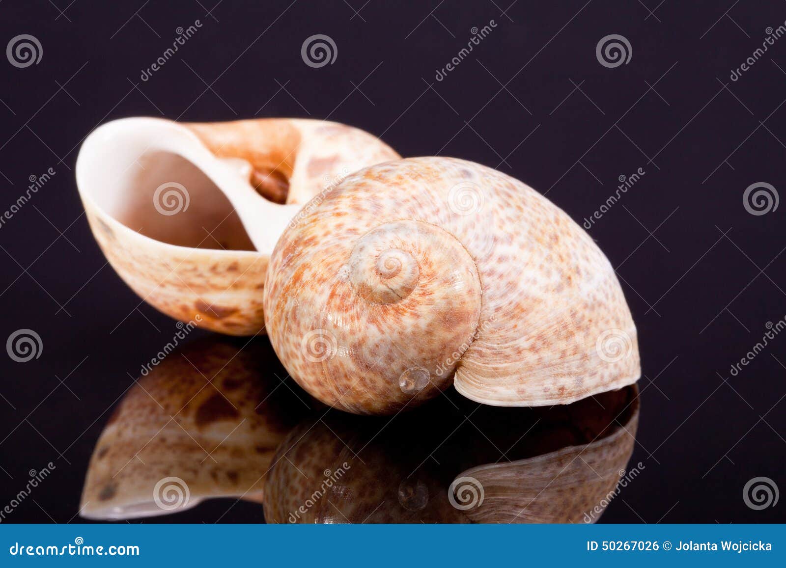 Sea Shells on Black Background Stock Photo - Image of nature, shellfish ...